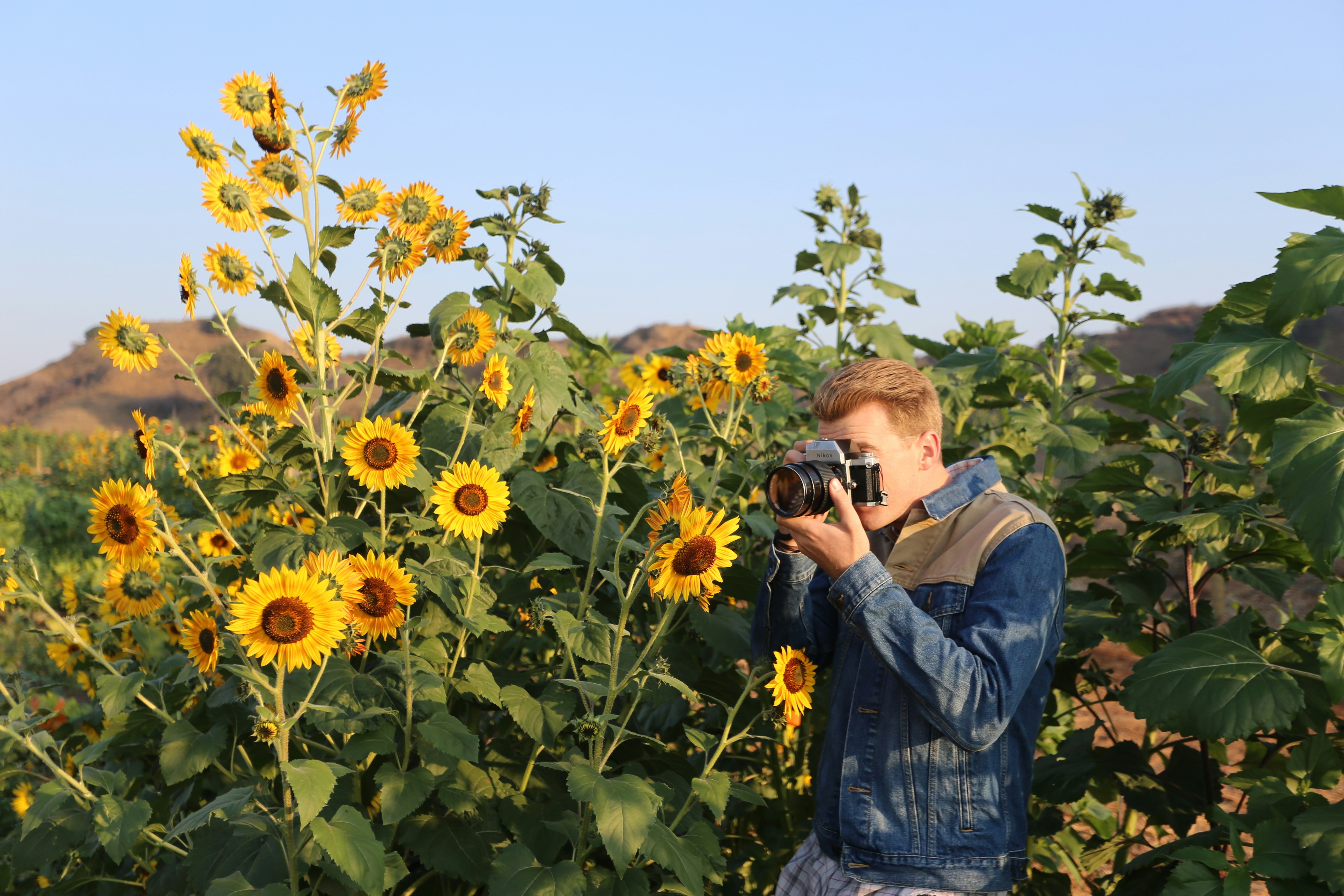A man taking a picture of a field of sunflowers photo – Free Flower ...