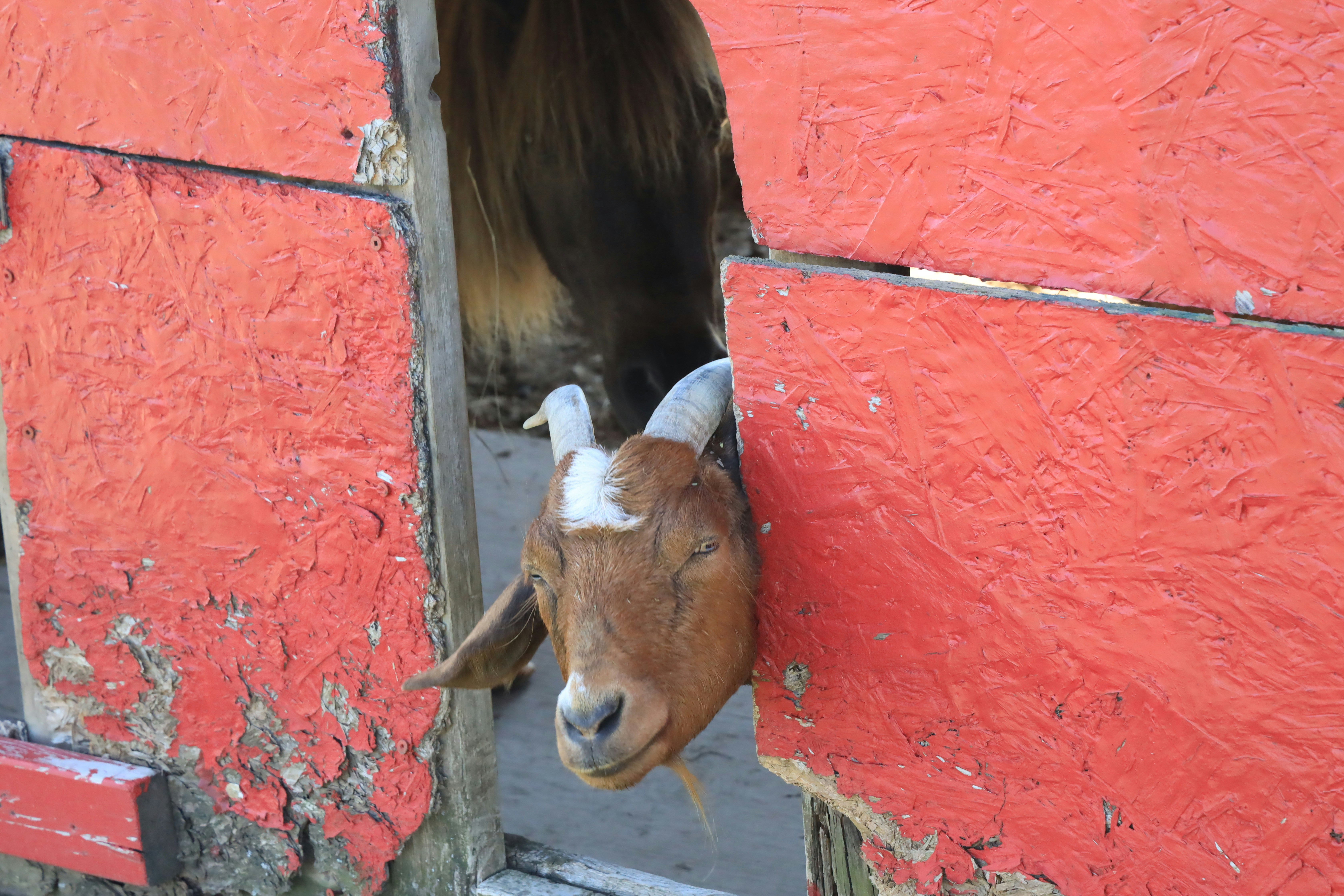 brown cow on red concrete wall