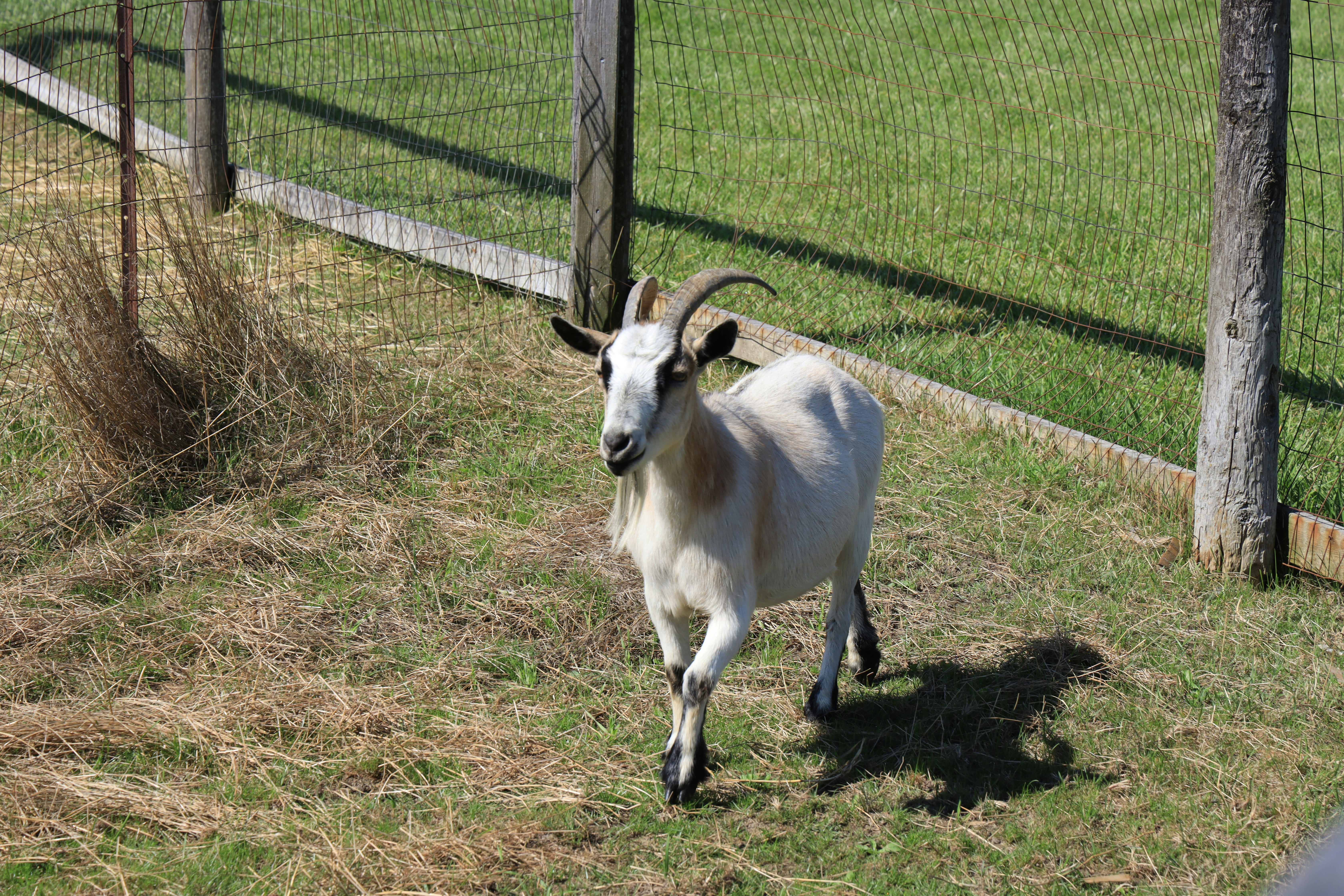 Pasture Scout: A White Goat Steps Along a Sunlit Fence