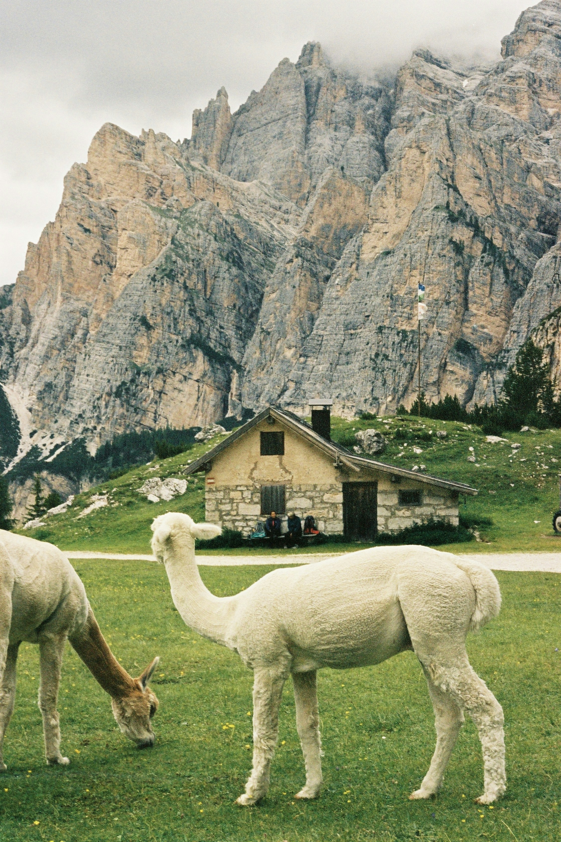 Two alpacas graze in a green meadow in front of a stone cottage, with jagged Dolomite peaks rising behind in a natural photograph.