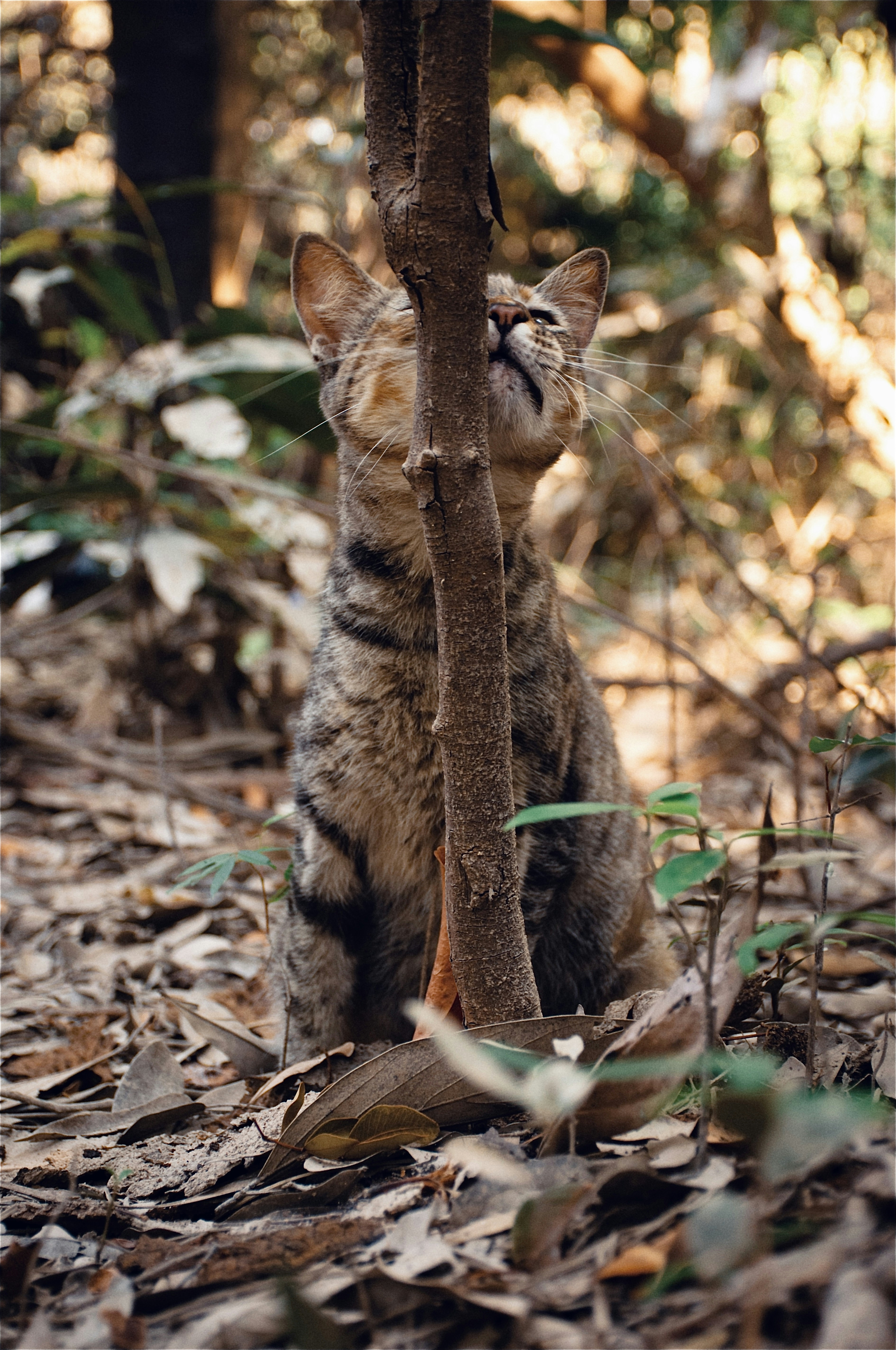 A beautiful and domestic cat walking in the rainforest.