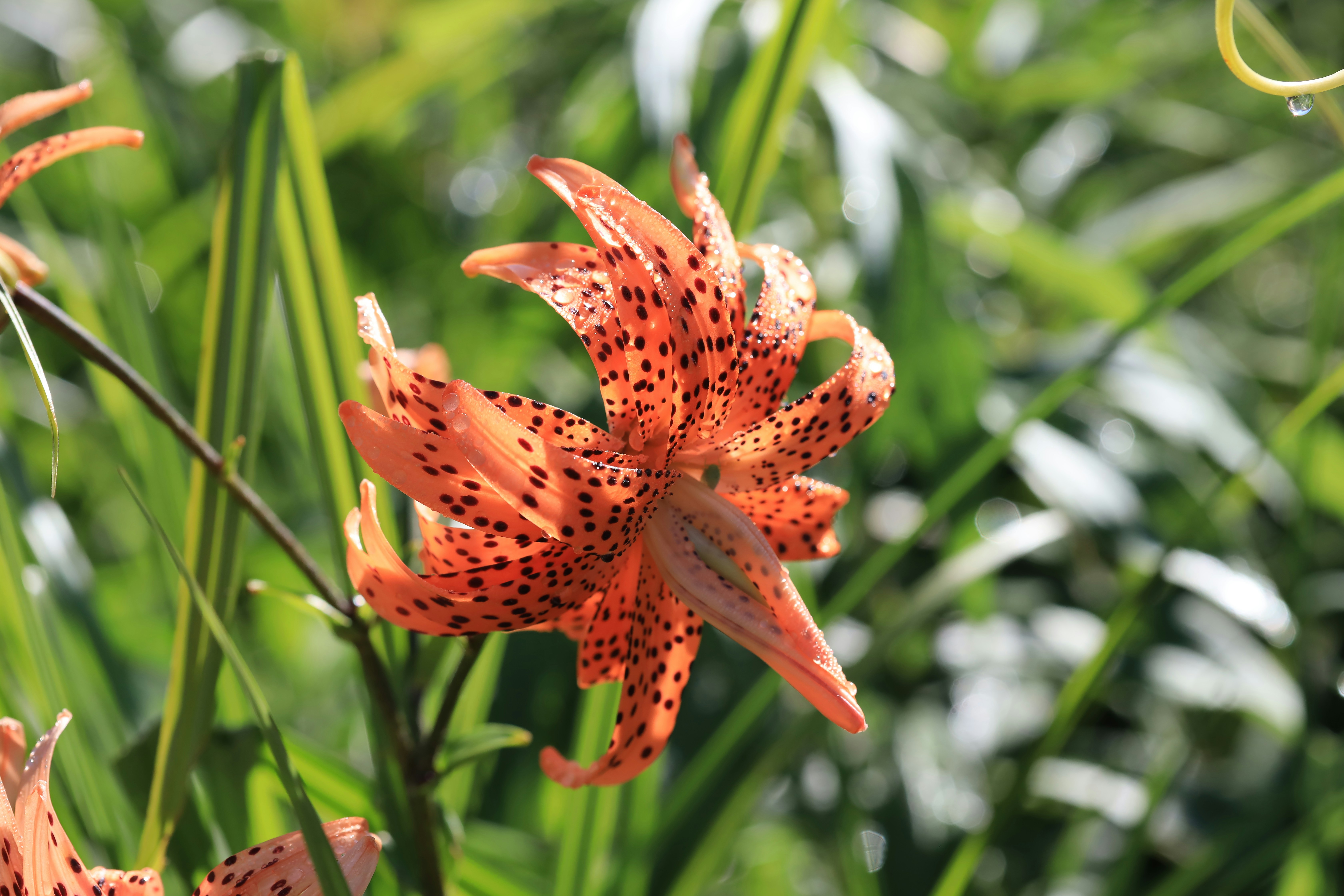 Ember Lily: A Sunlit Close-Up Among Verdant Foliage