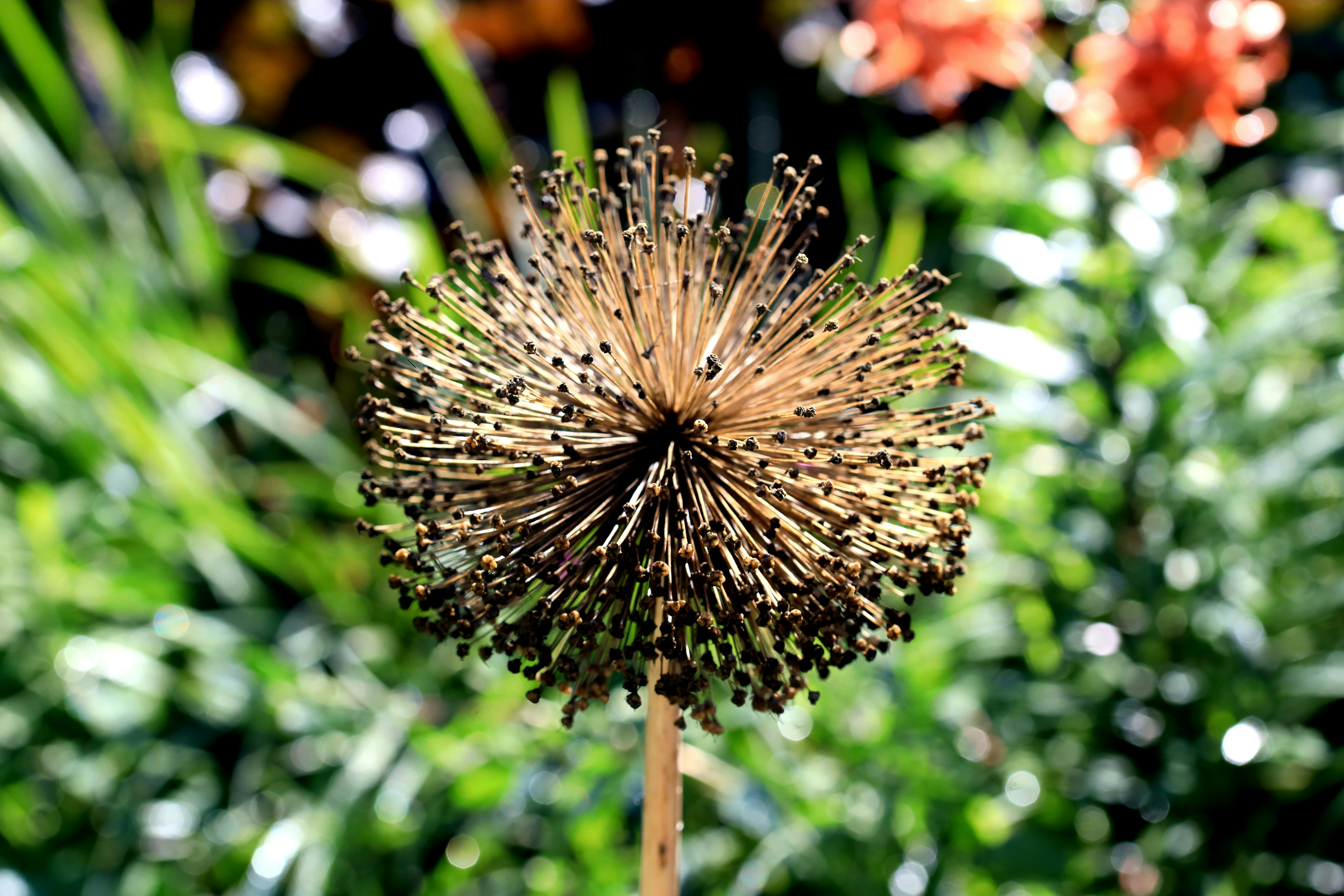 Spherical Bursts: A Dried-Flower Dynamo in a Sunlit Garden