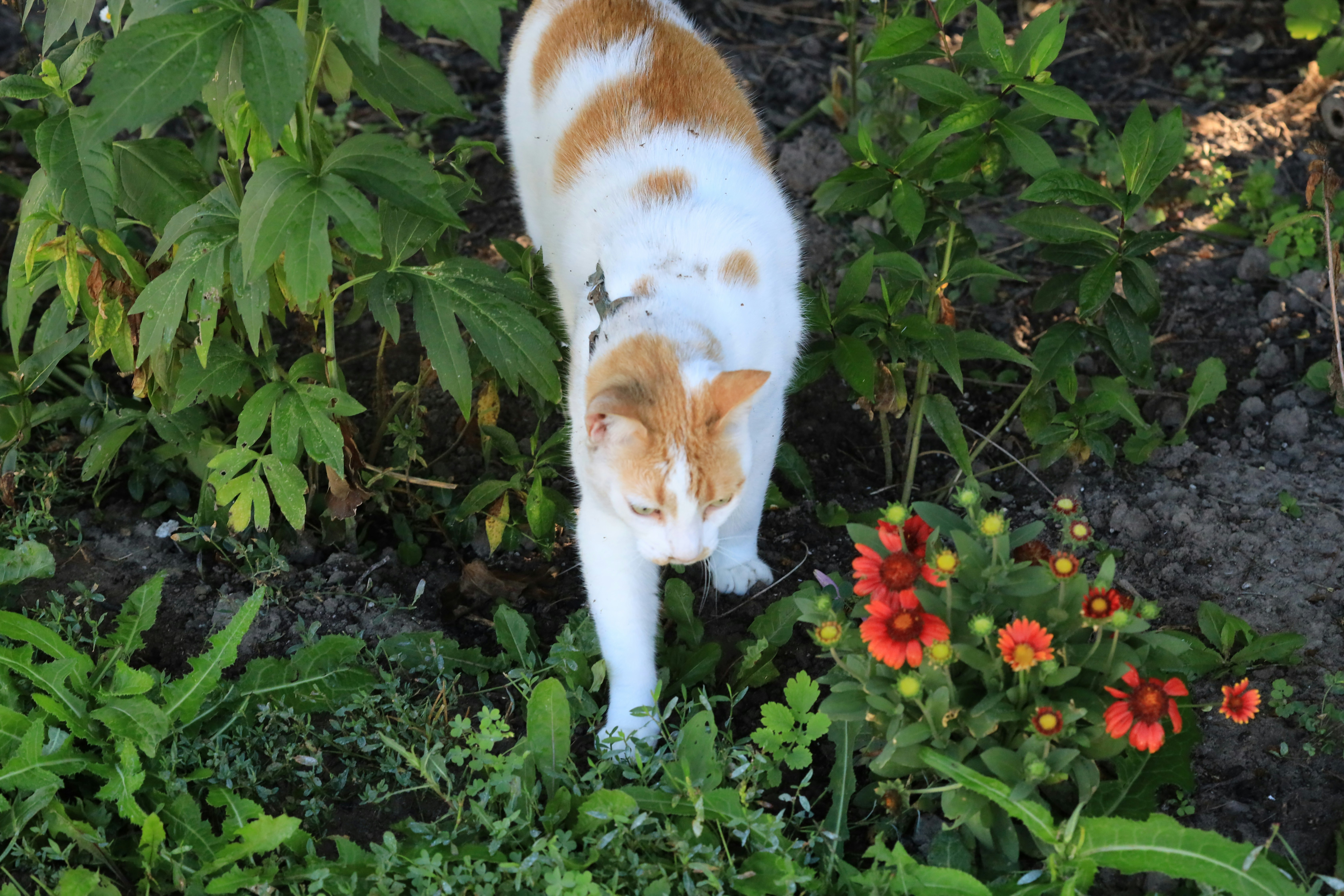 Amber-White Cat Among Garden Greens