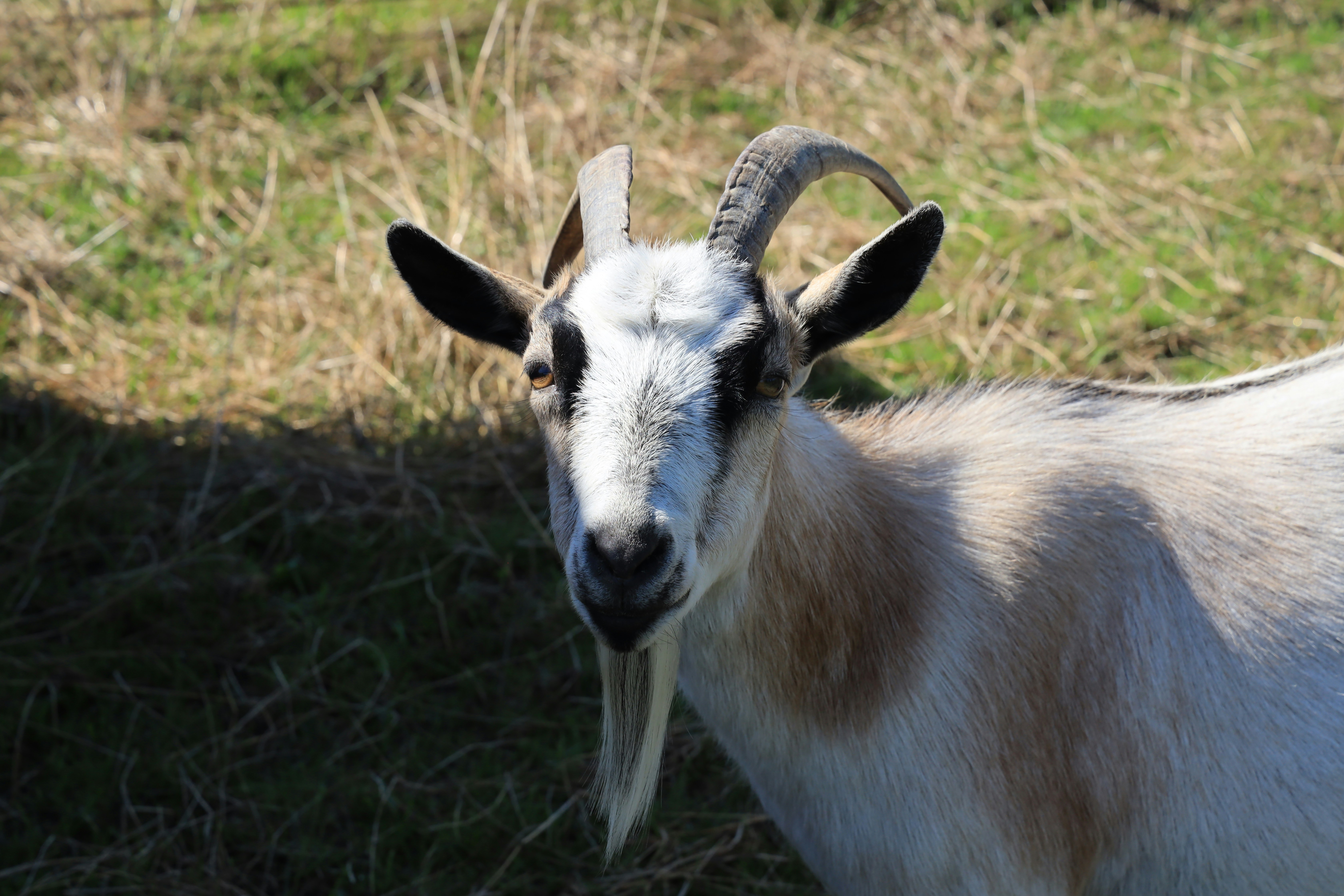 White and brown goat on brown grass field during daytime photo – Free ...