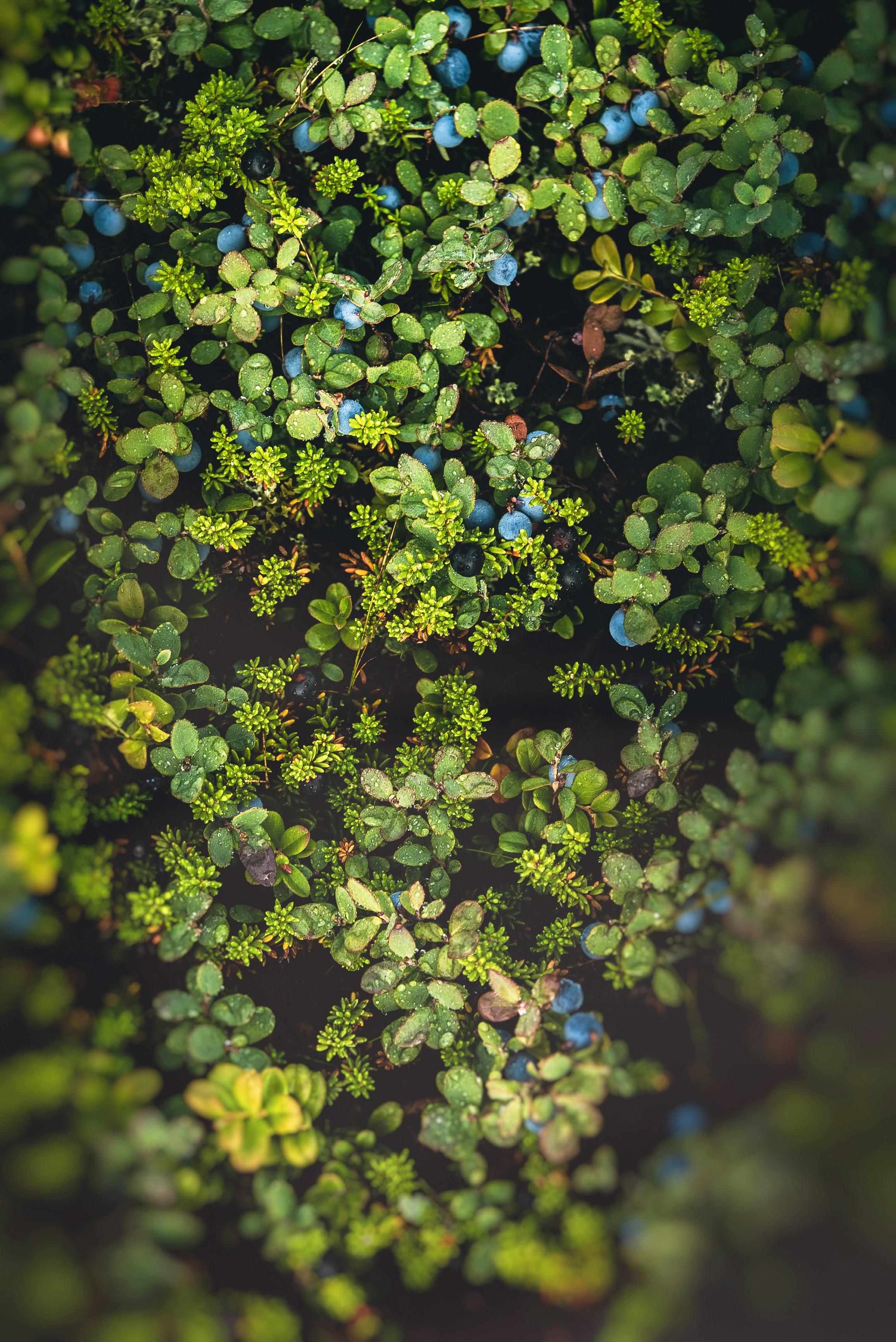 Green plant in close up photography photo – Free Land Image on Unsplash
