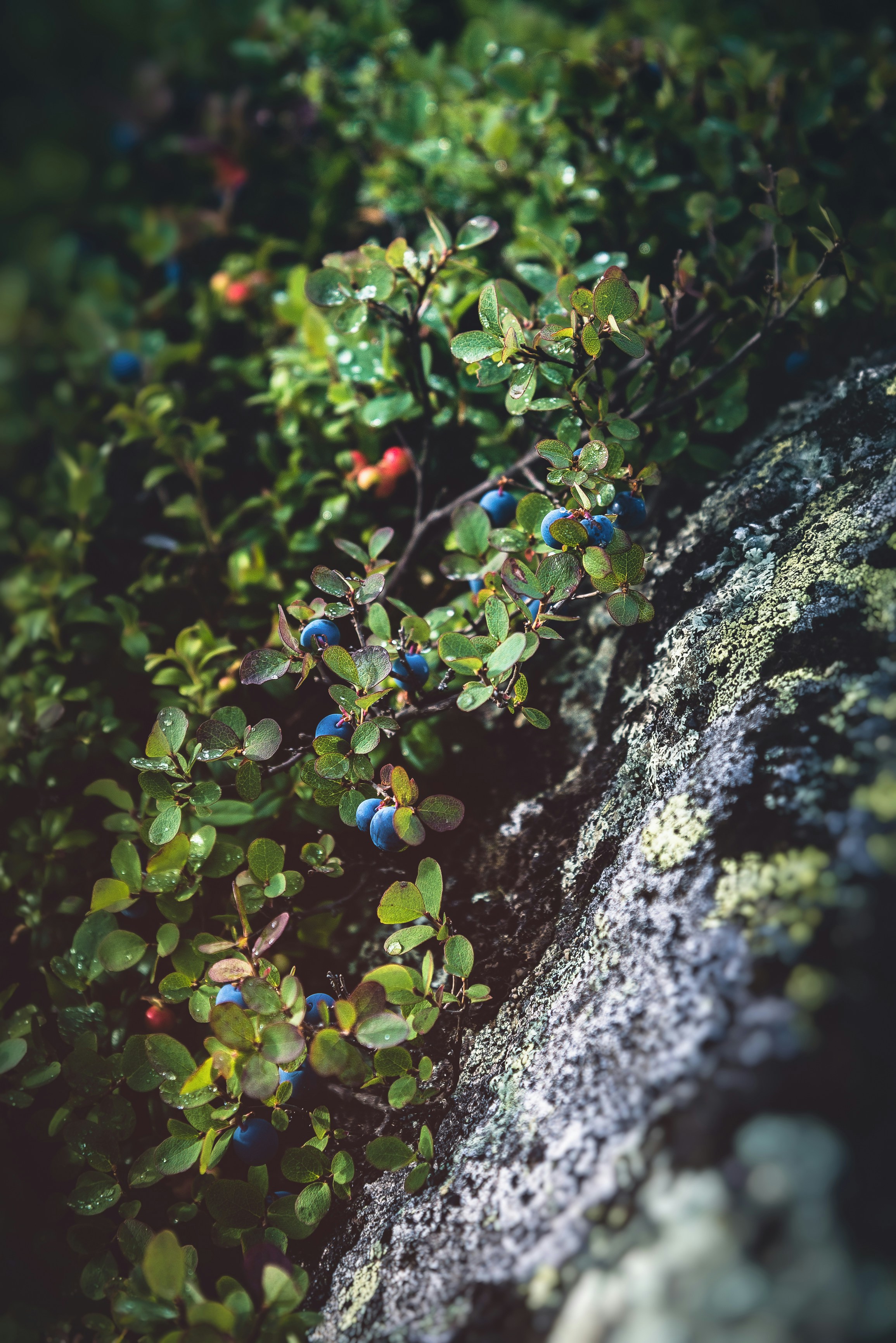 Blue Berries on a Lichen-Rimmed Rock
