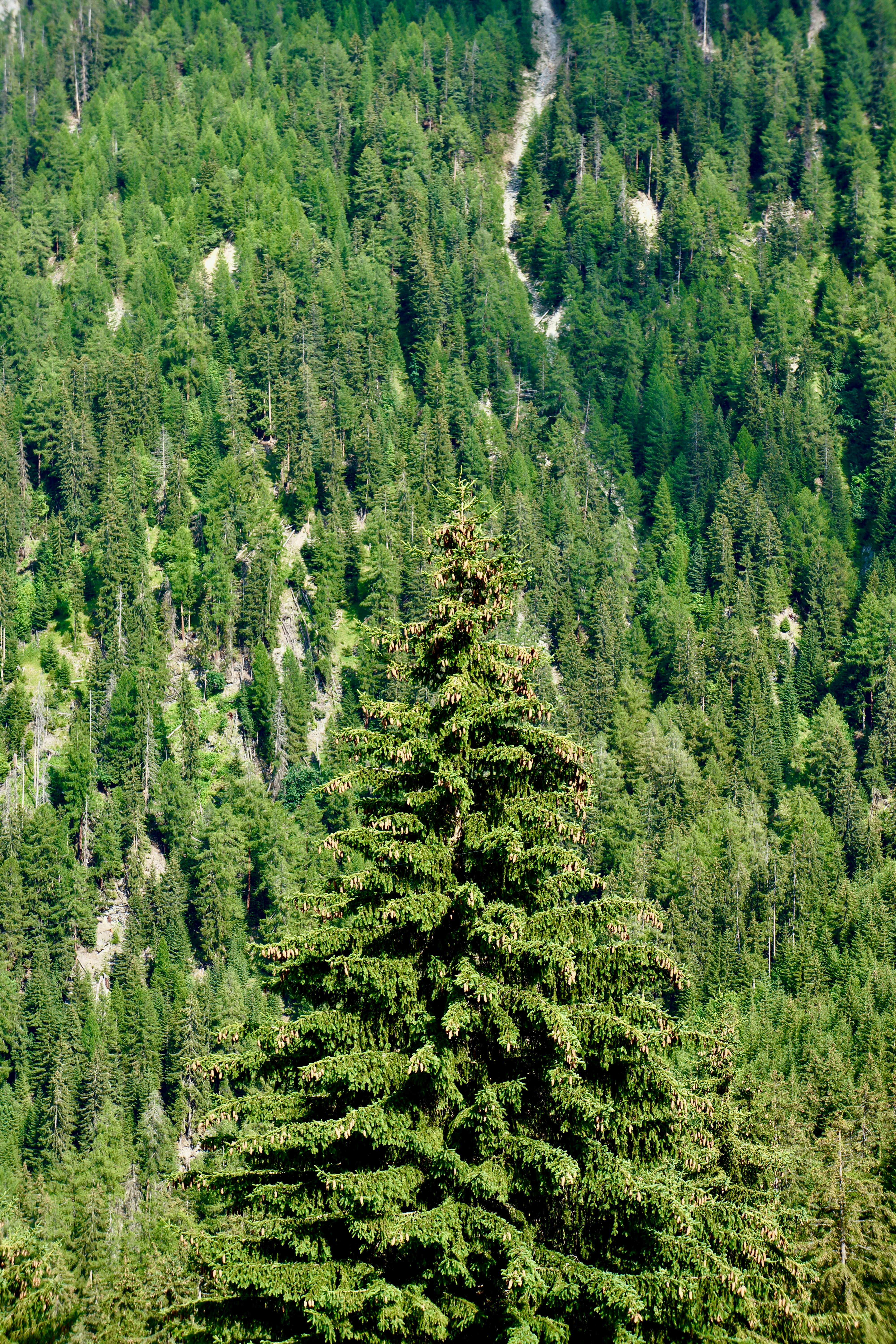 Emerald Sentinel: A towering spruce rises above a sea of pines