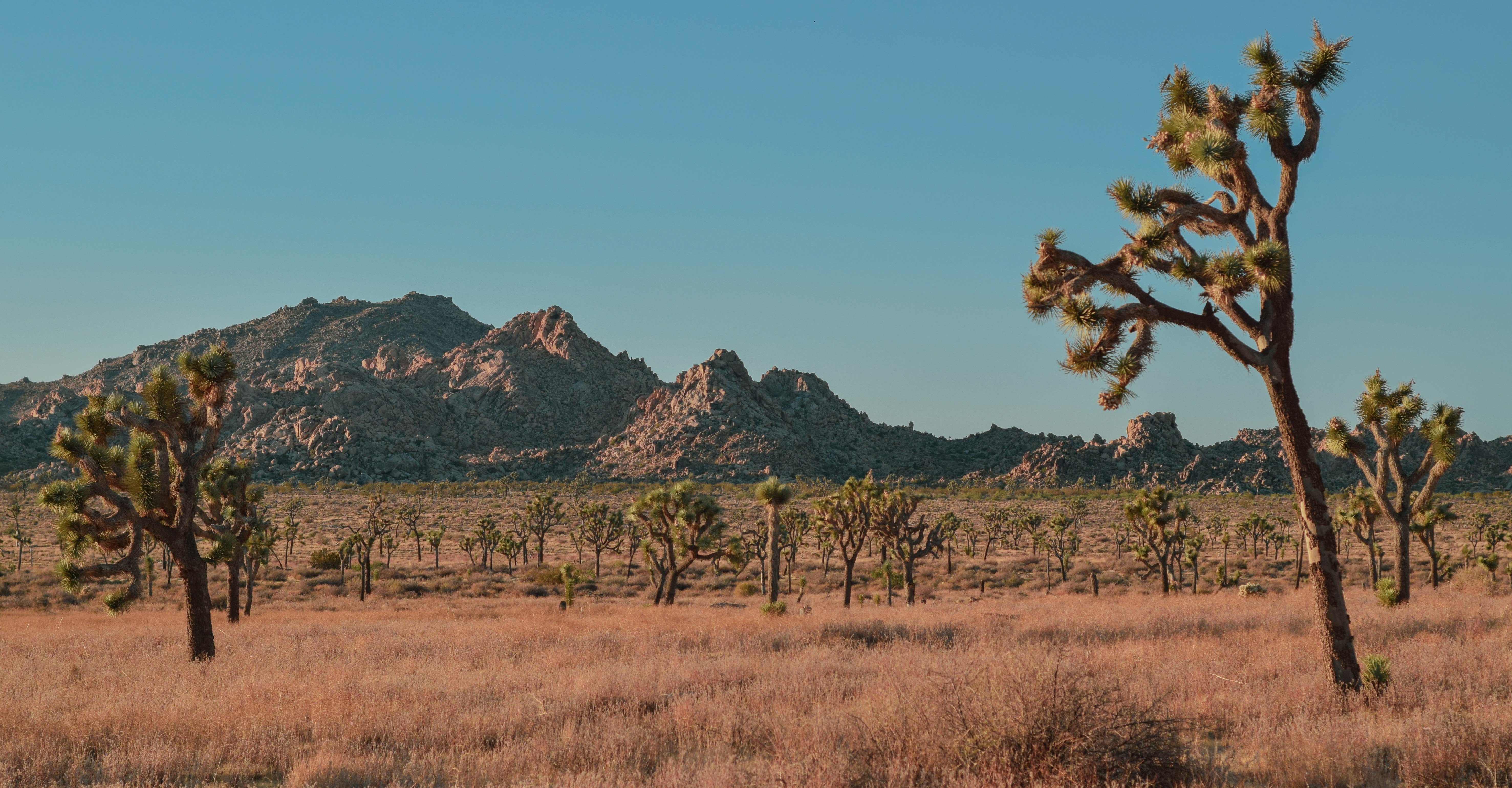 Vast desert landscape featuring iconic Joshua trees against a backdrop of rugged mountains under a clear blue sky.