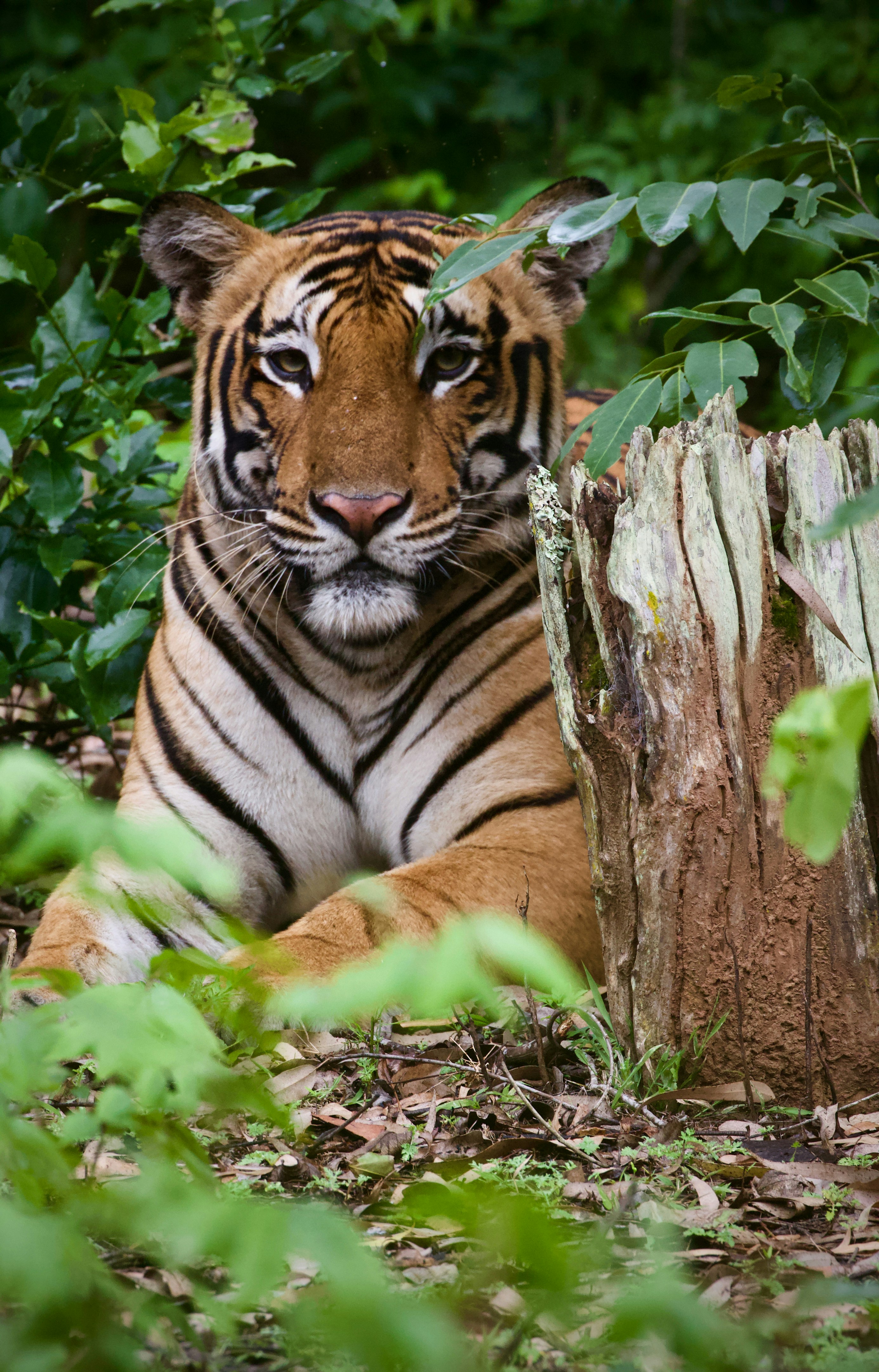Tiger lying on brown tree trunk during daytime photo – Free Tiger Image ...
