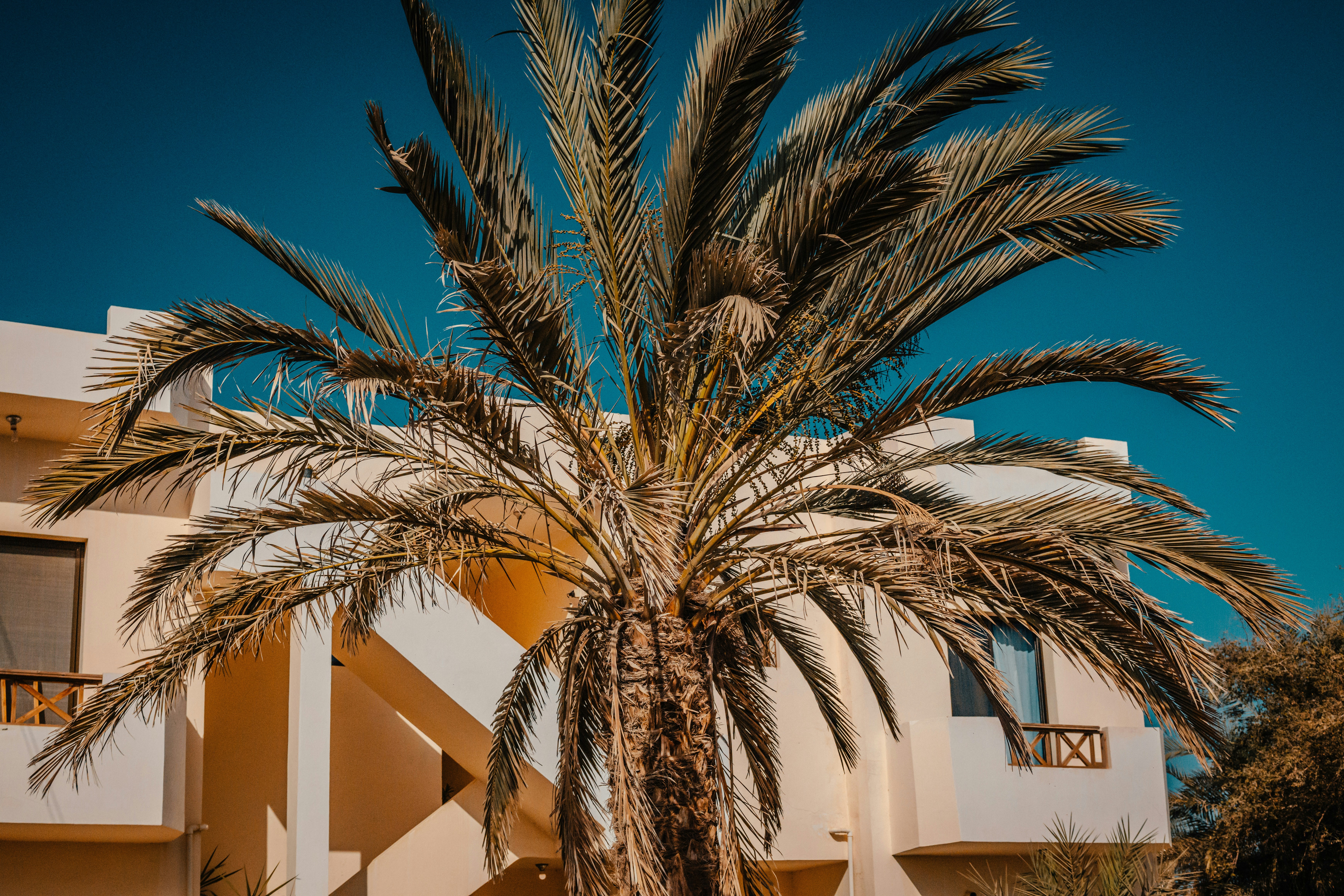 Palm tree near white concrete building photo – Free Dahab Image on Unsplash