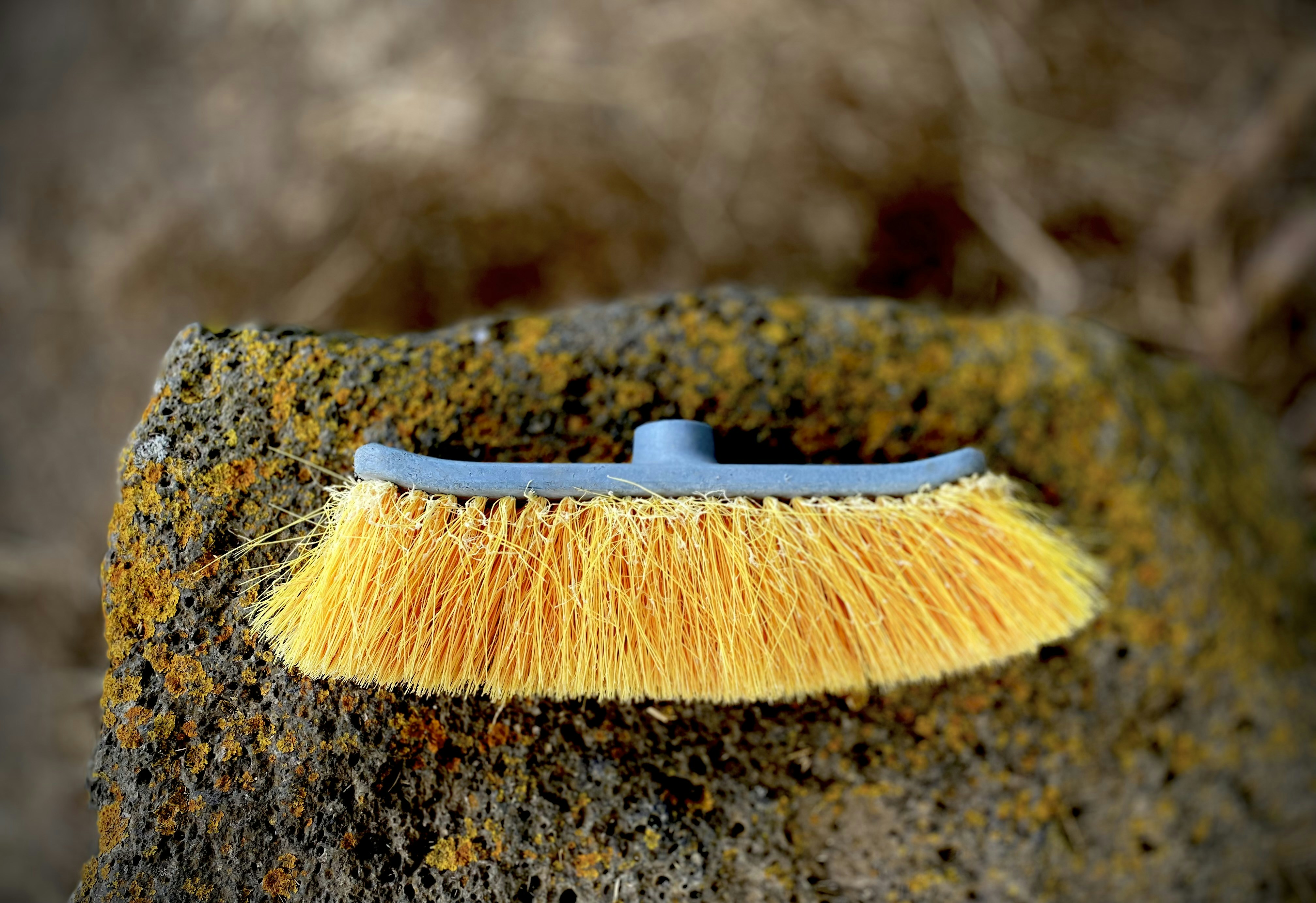 Bright orange bristles resting on a mossy stone edge