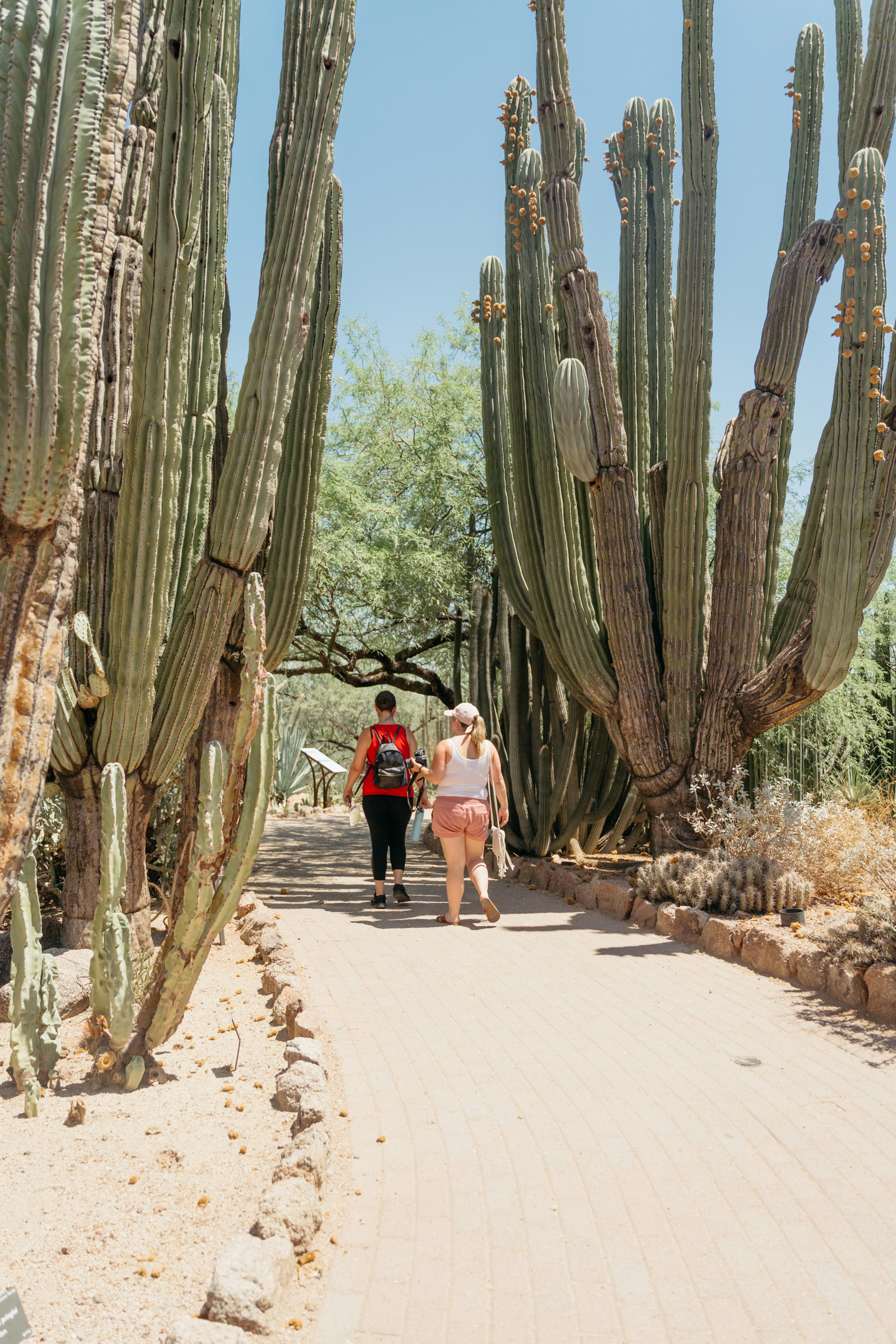 Two visitors stroll along a winding path flanked by towering cacti in a desert botanical garden.
