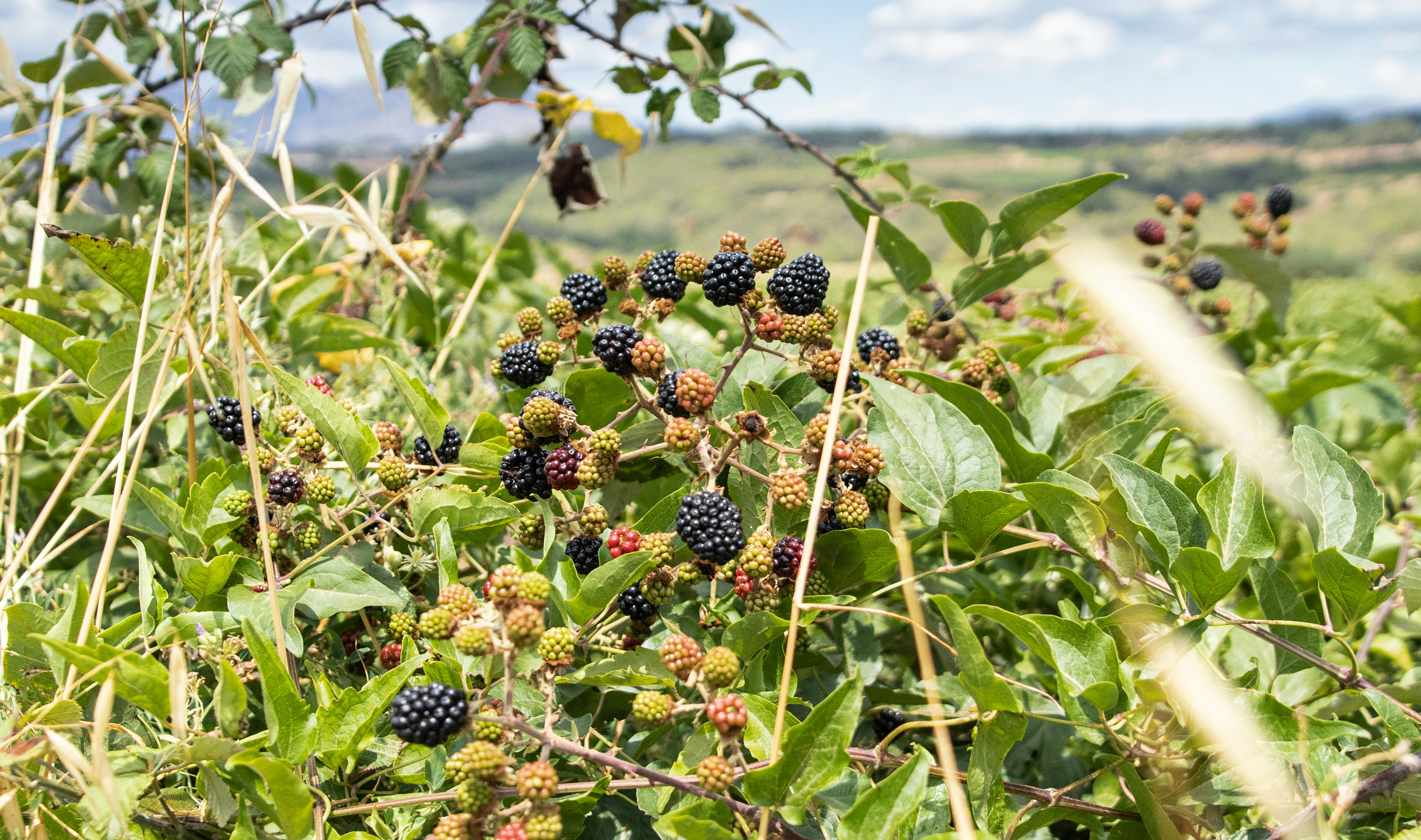 Wild Berries in Sunlit Meadow