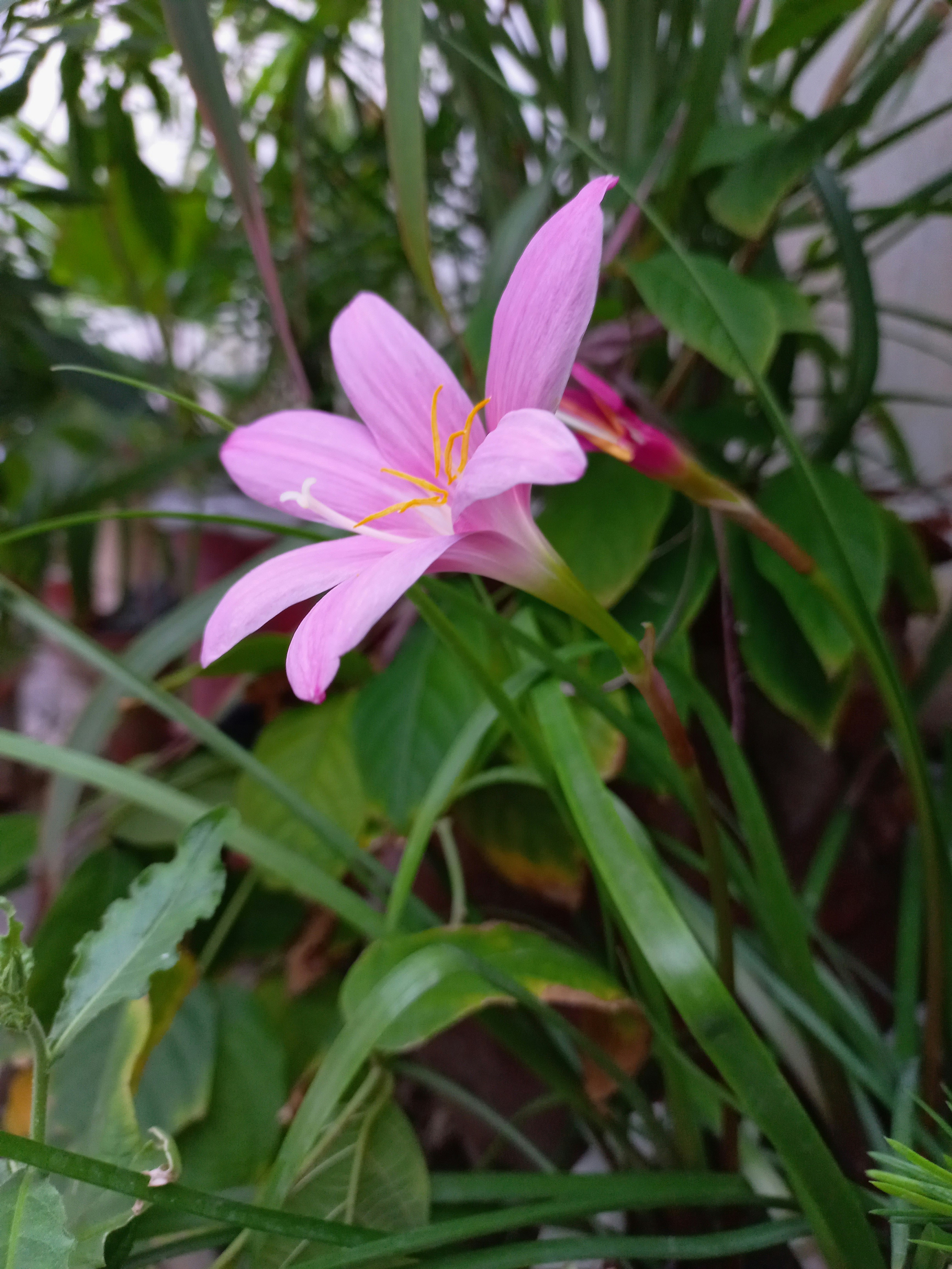 A pink flower nestled among vibrant green foliage, showcasing its intricate petals and yellow stamen. Perfectly captures the essence of nature's beauty.