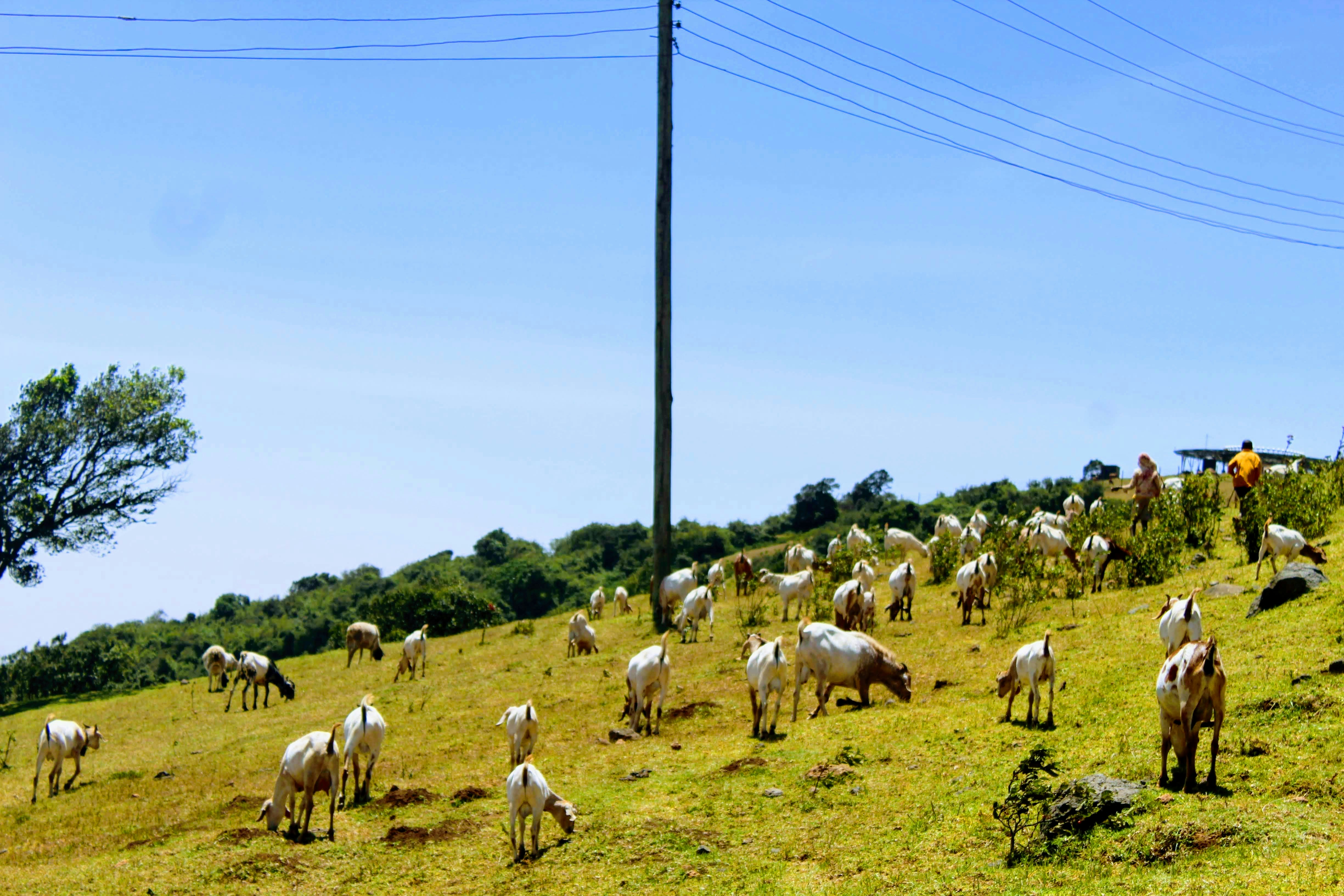 Hillside Herd: Goats, Grass, and a Lone Powerline