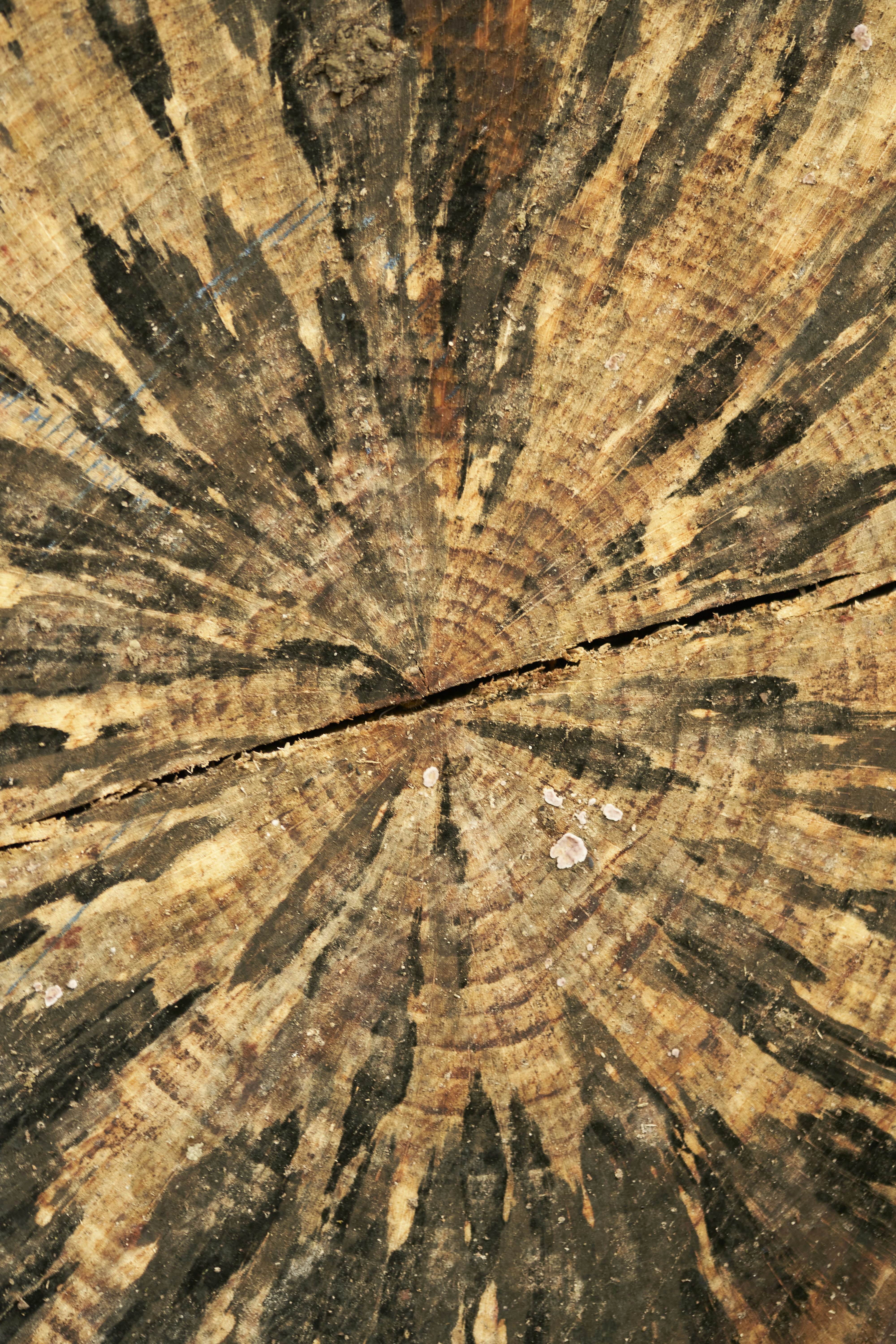 Concentric Timekeeper: A Cracked Cross-Section of a Weathered Tree Stump