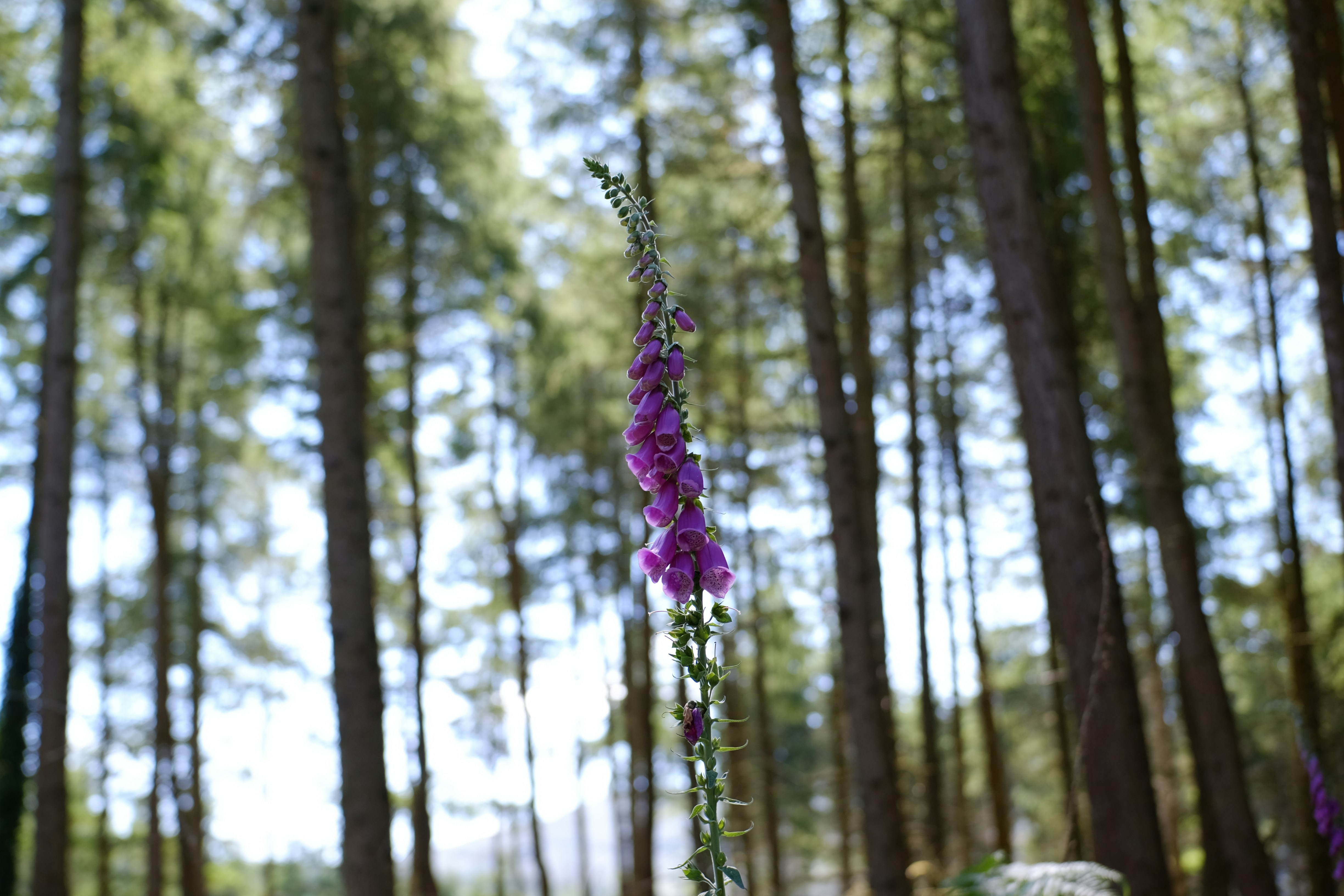 Single magenta spike rising in a sunlit pine grove