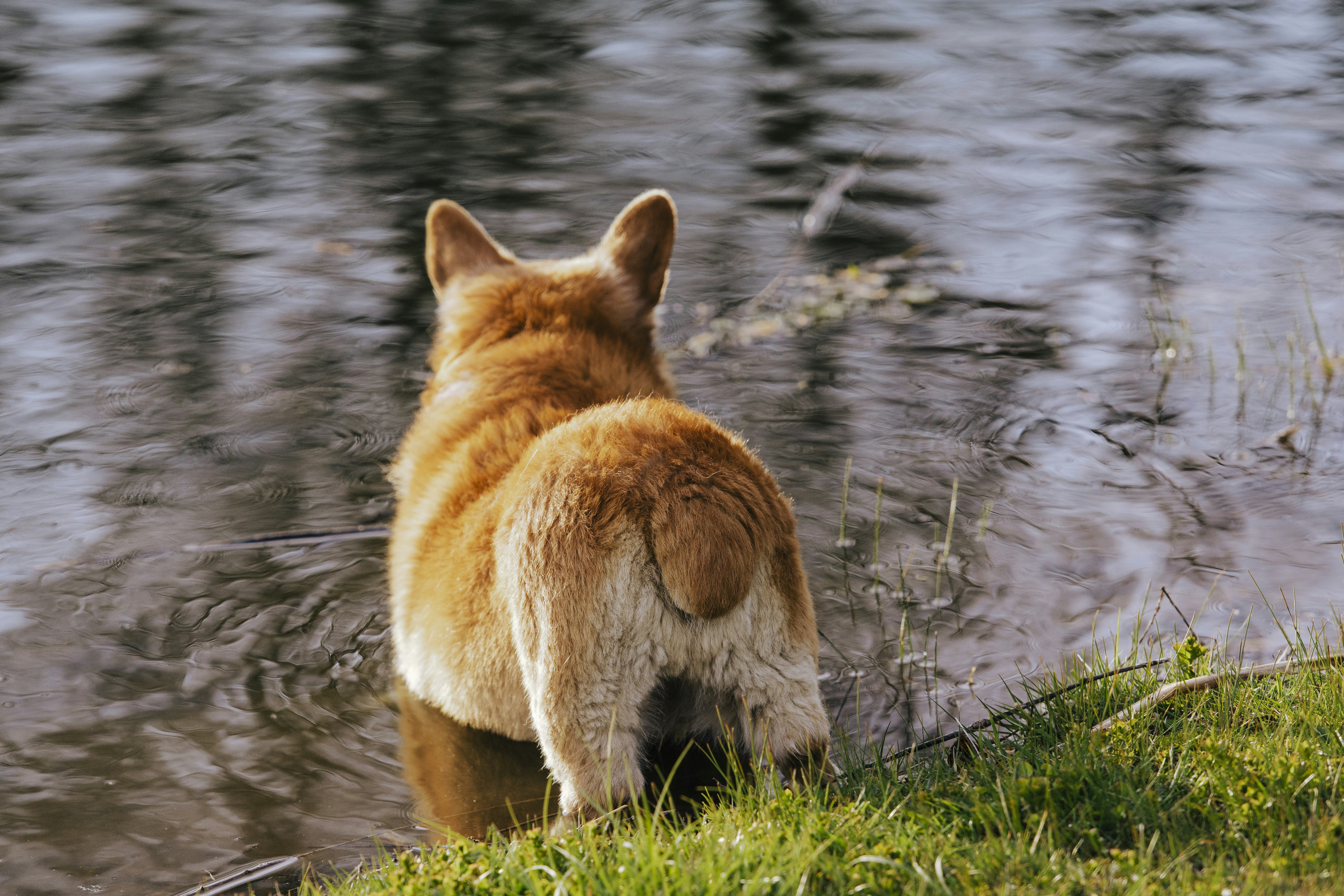 A corgi stands at the water's edge, gazing into the rippling surface, surrounded by lush grass and soft reflections. The scene captures a serene connection with nature.