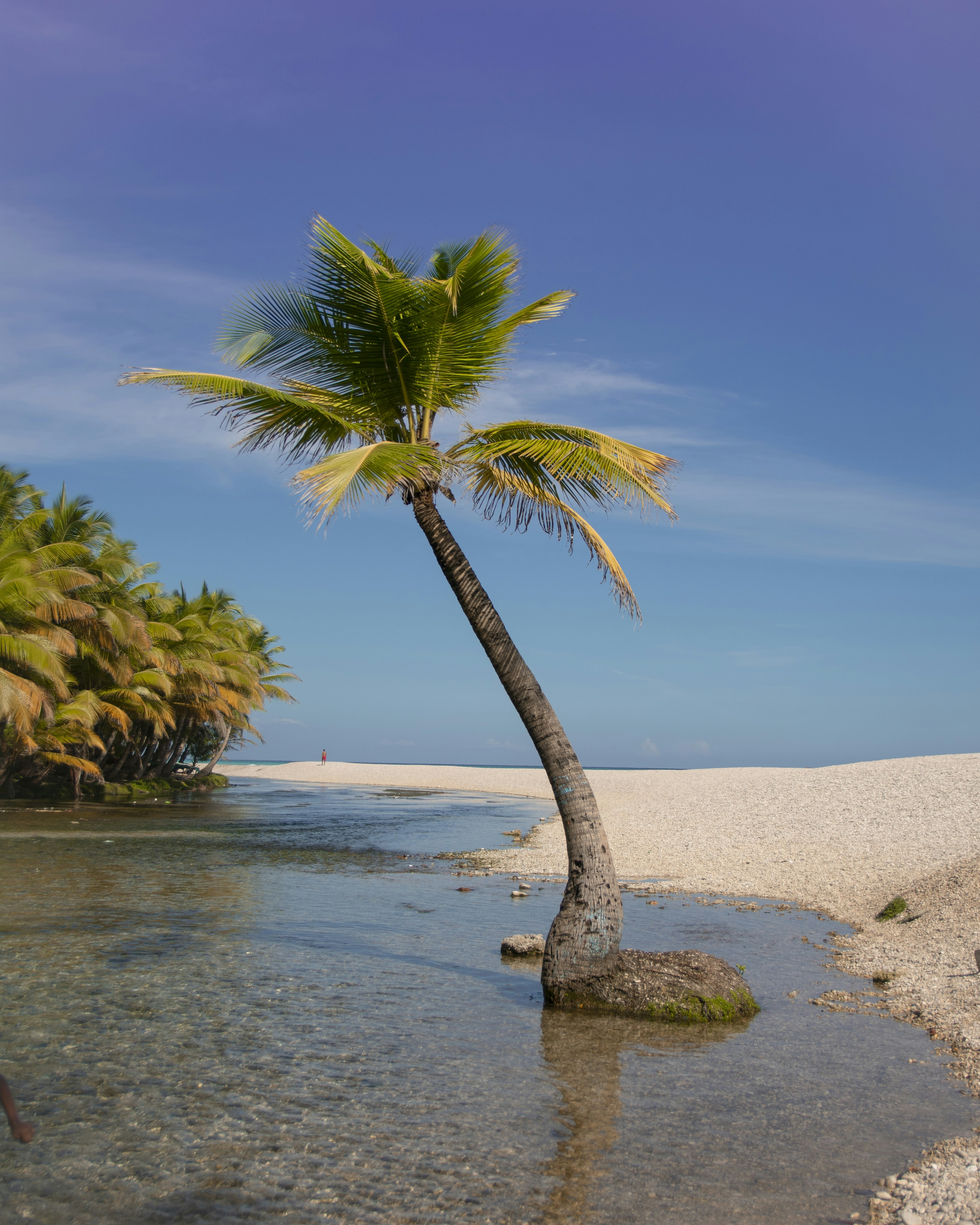 Curved Island Palm Reaches Skyward on a Quiet Shore