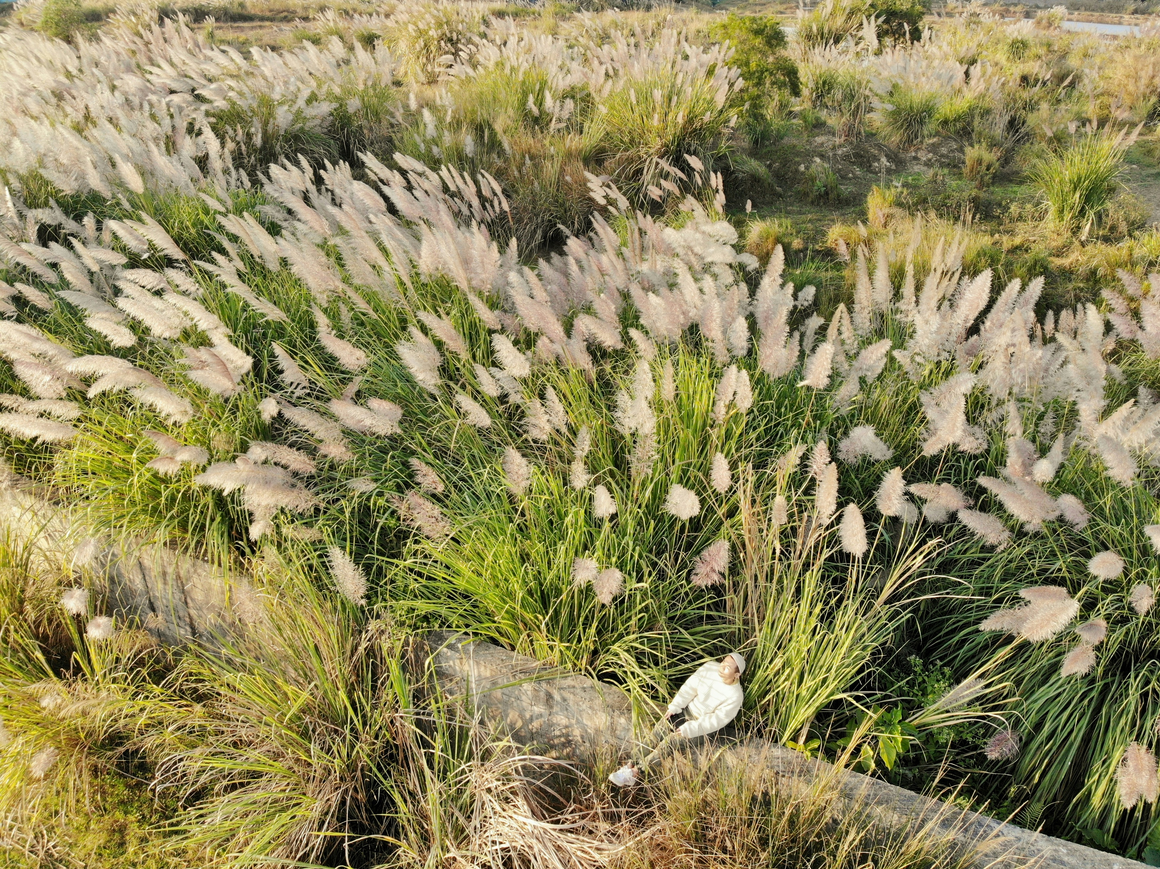 Perched White Bird Amid Golden Pampas Grass