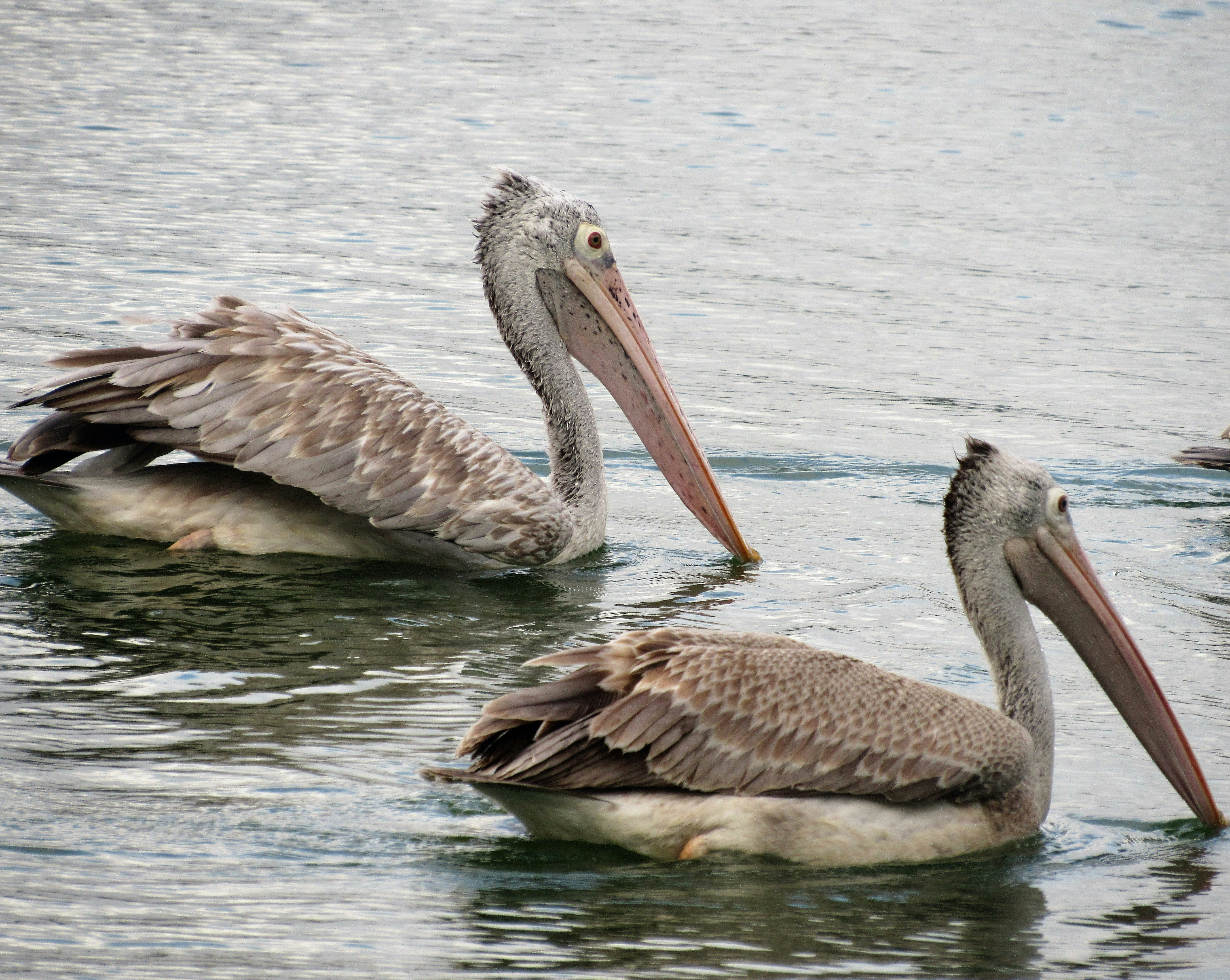 Brown pelican on body of water during daytime photo – Free Animal Image ...
