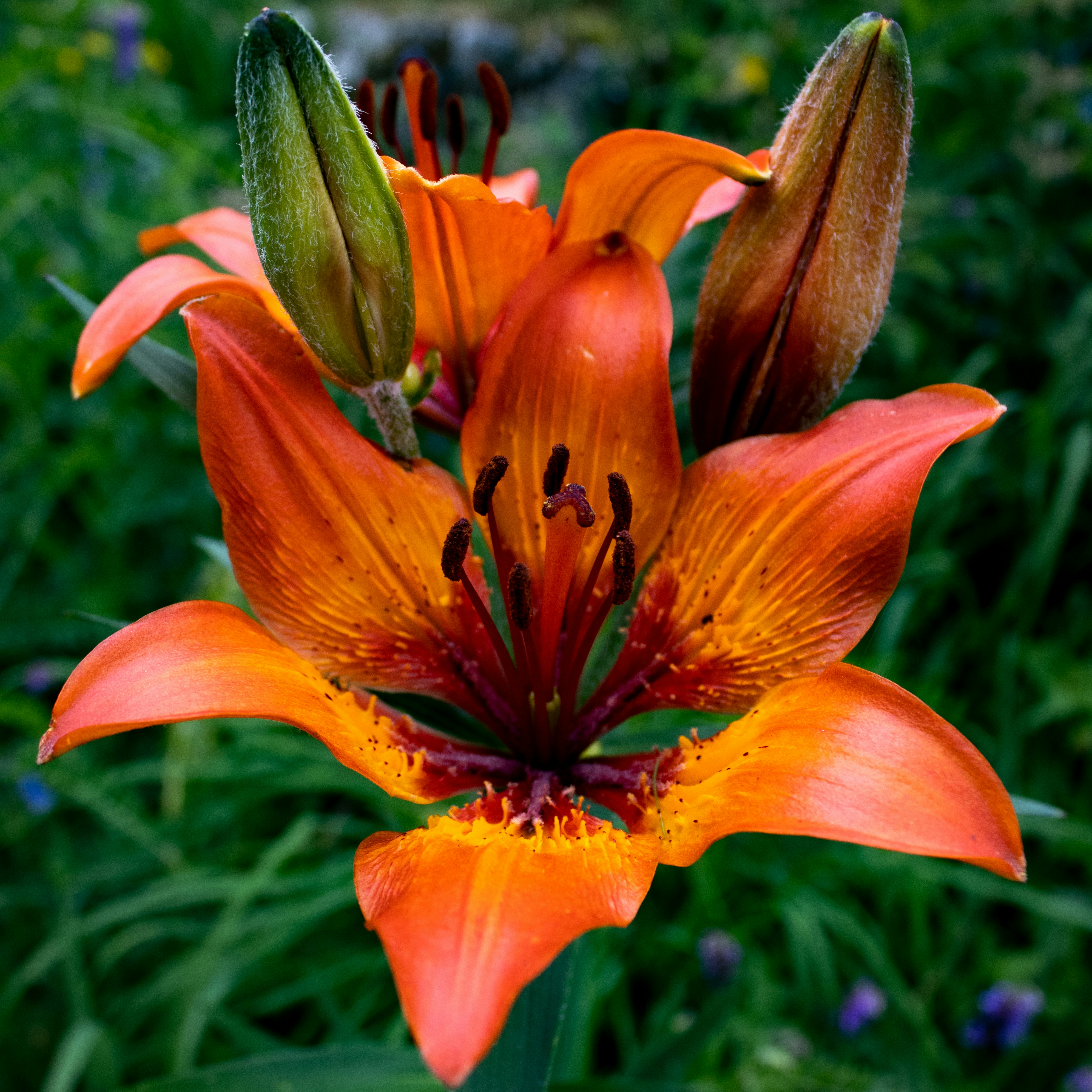 Close-up of a radiant orange lily in full bloom, showcasing its intricate petals and emerging buds against a lush green backdrop.