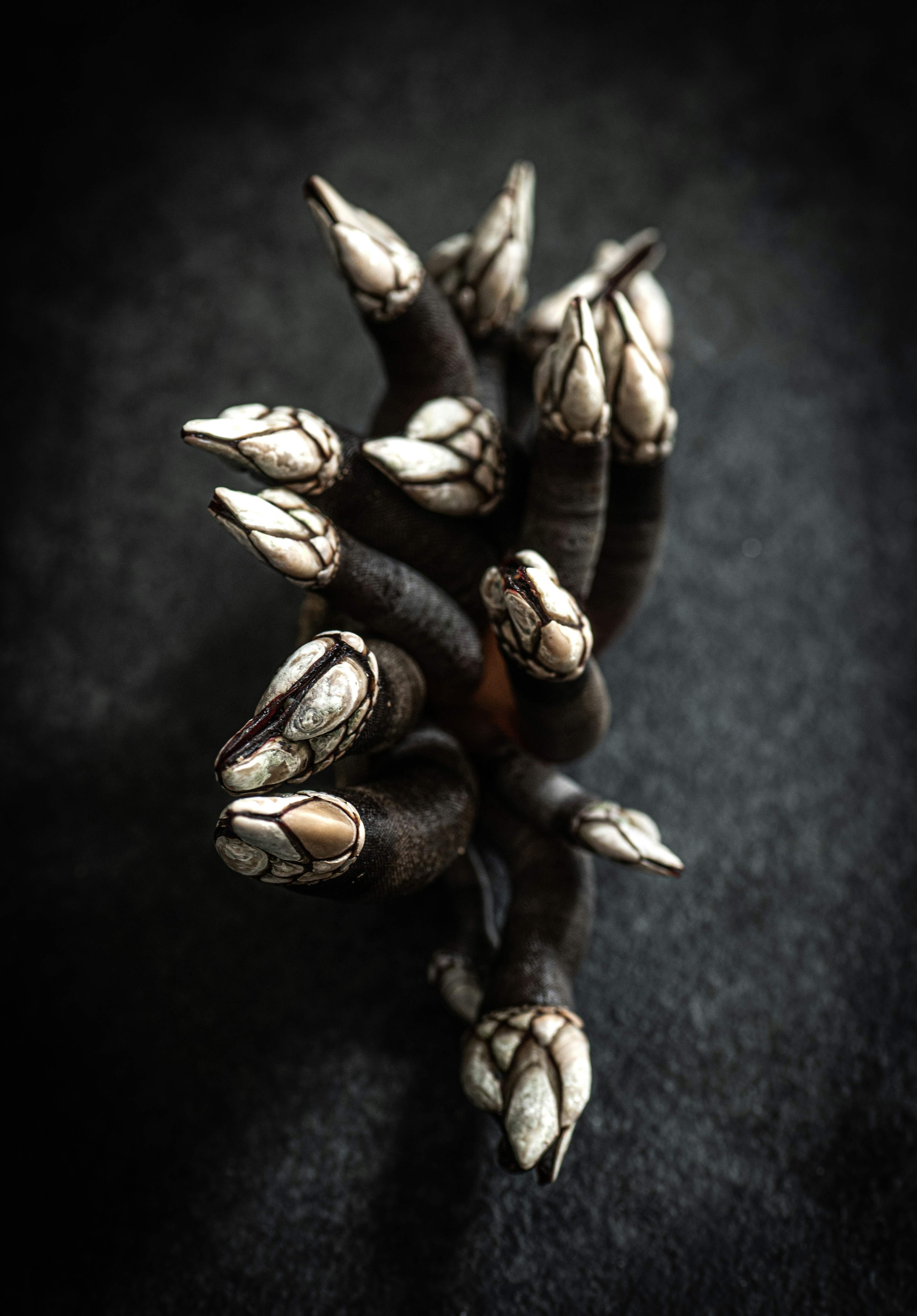 Night Velvet Claws: A Macro Study of Pale-Tipped Tendrils