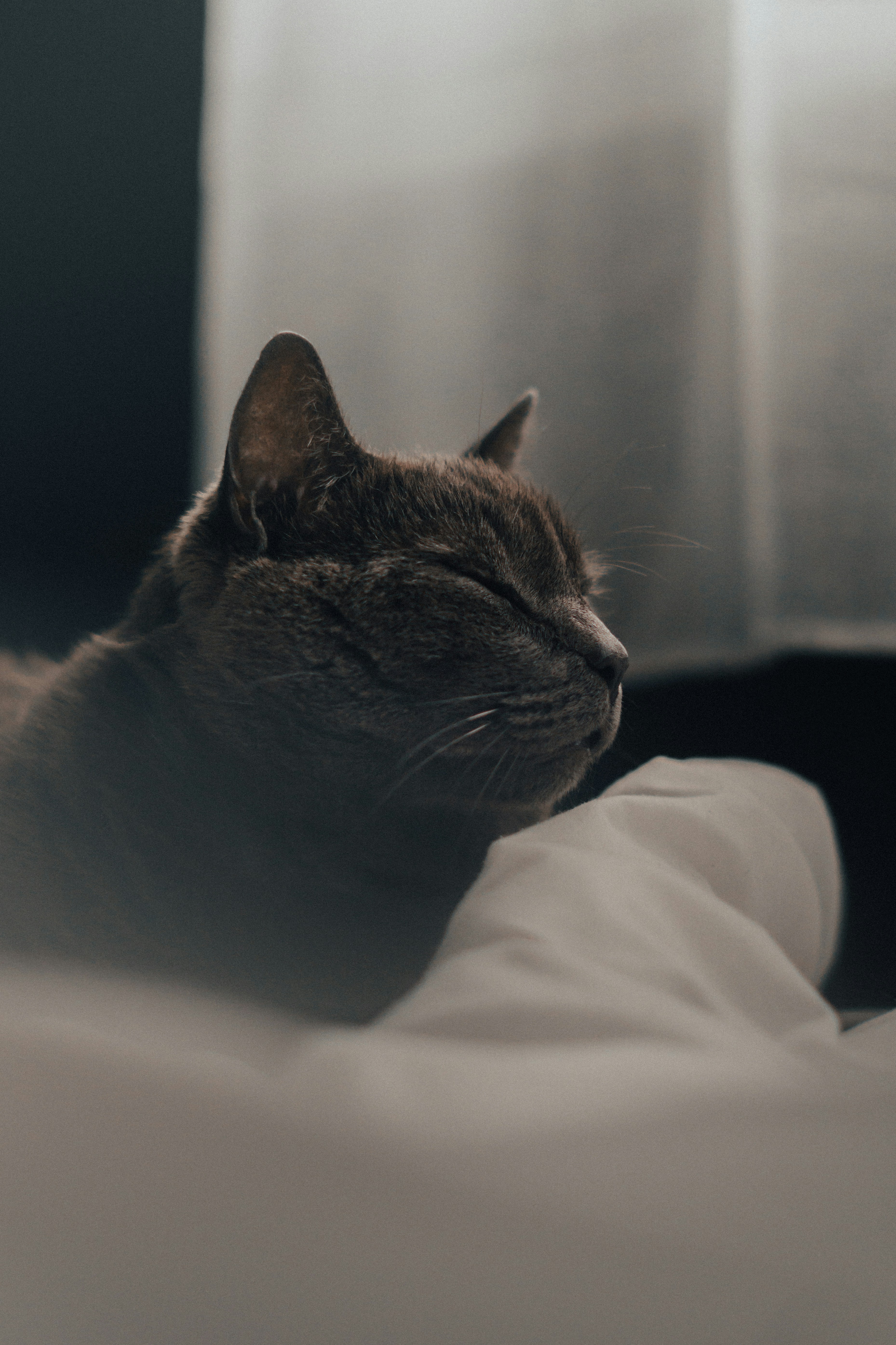 Silent Slumber: A Cat’s Quiet Corner