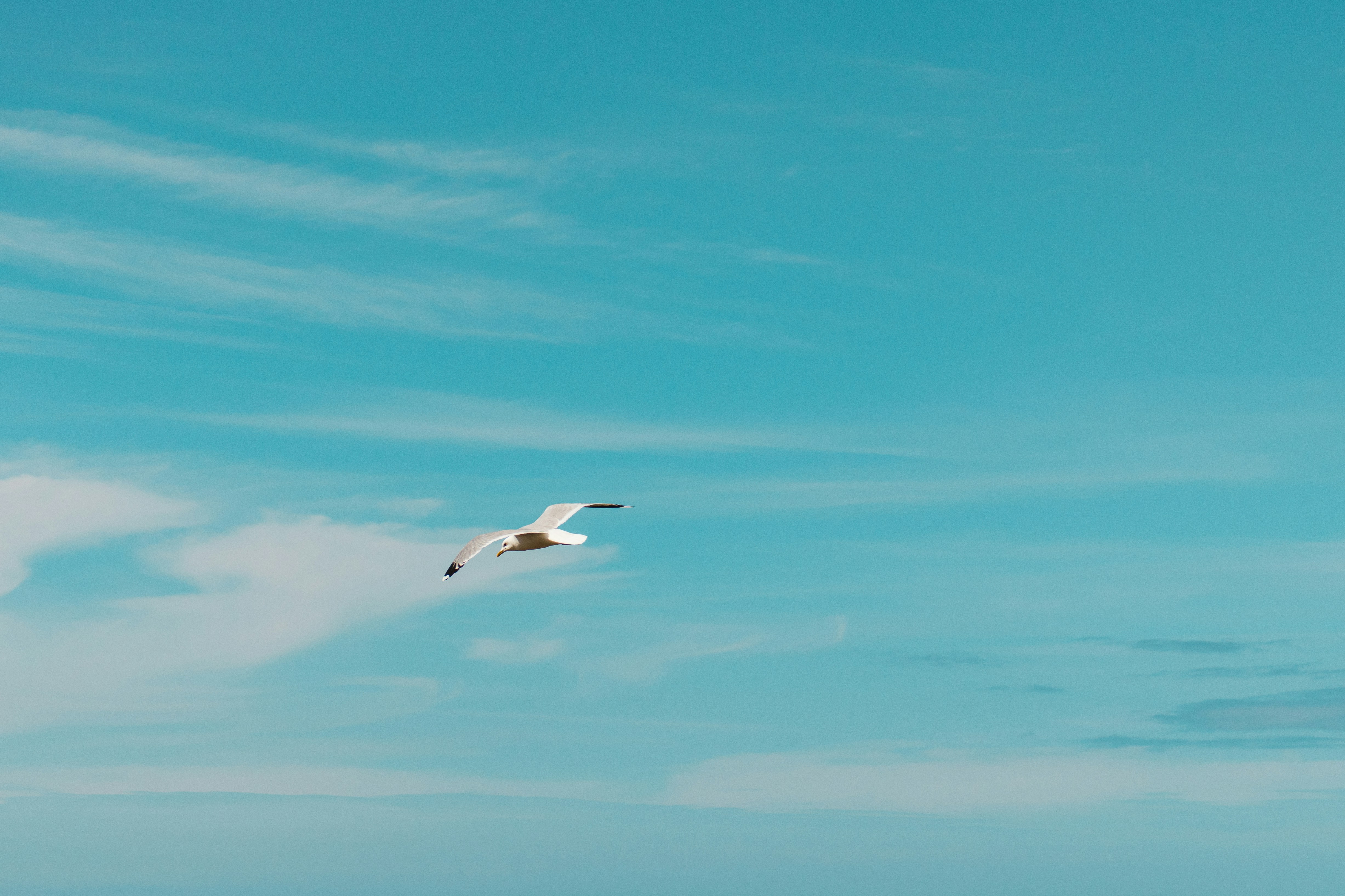Gull in the Cerulean Expanse: A Quiet Sky Glide