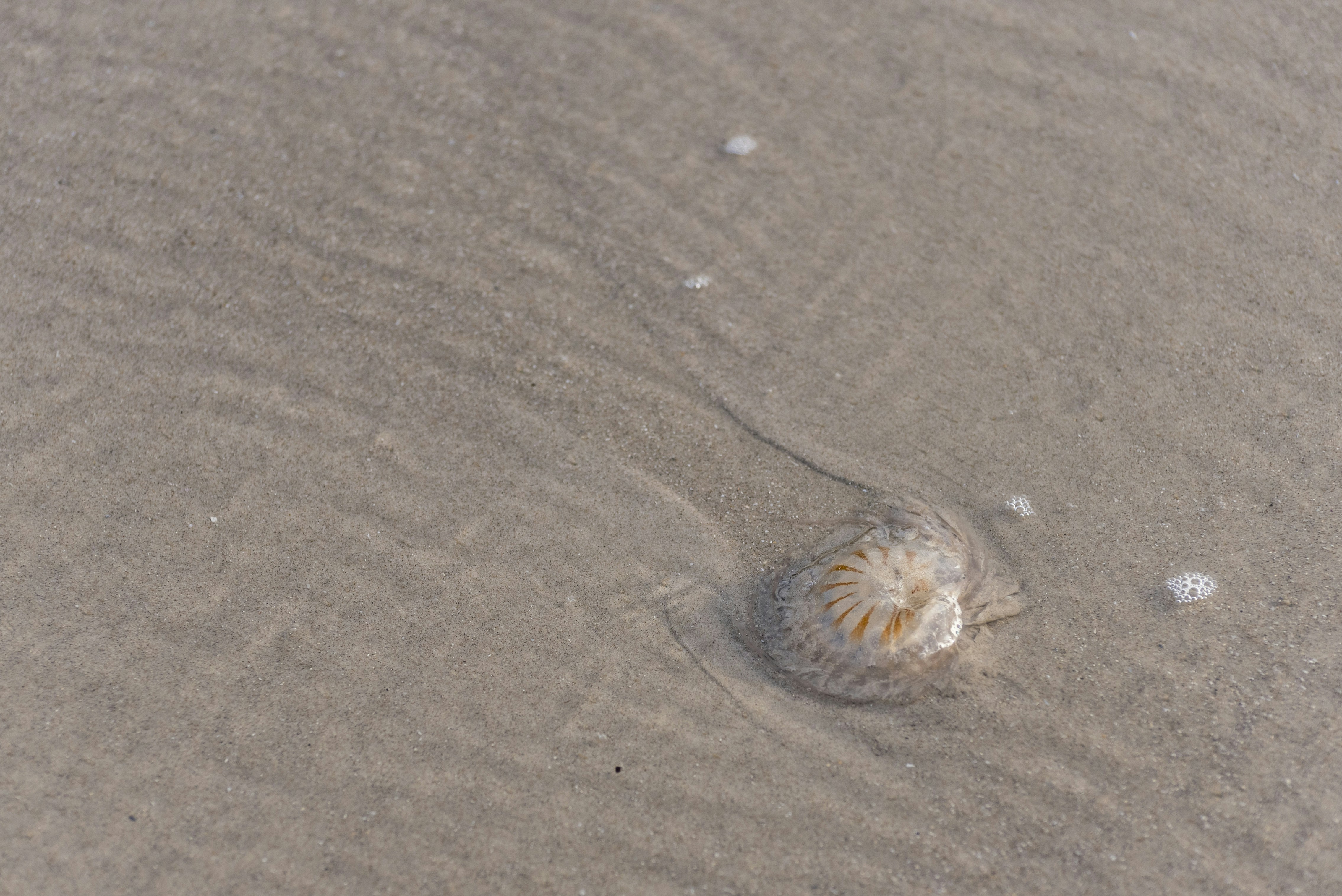 brown and white shell on brown sand