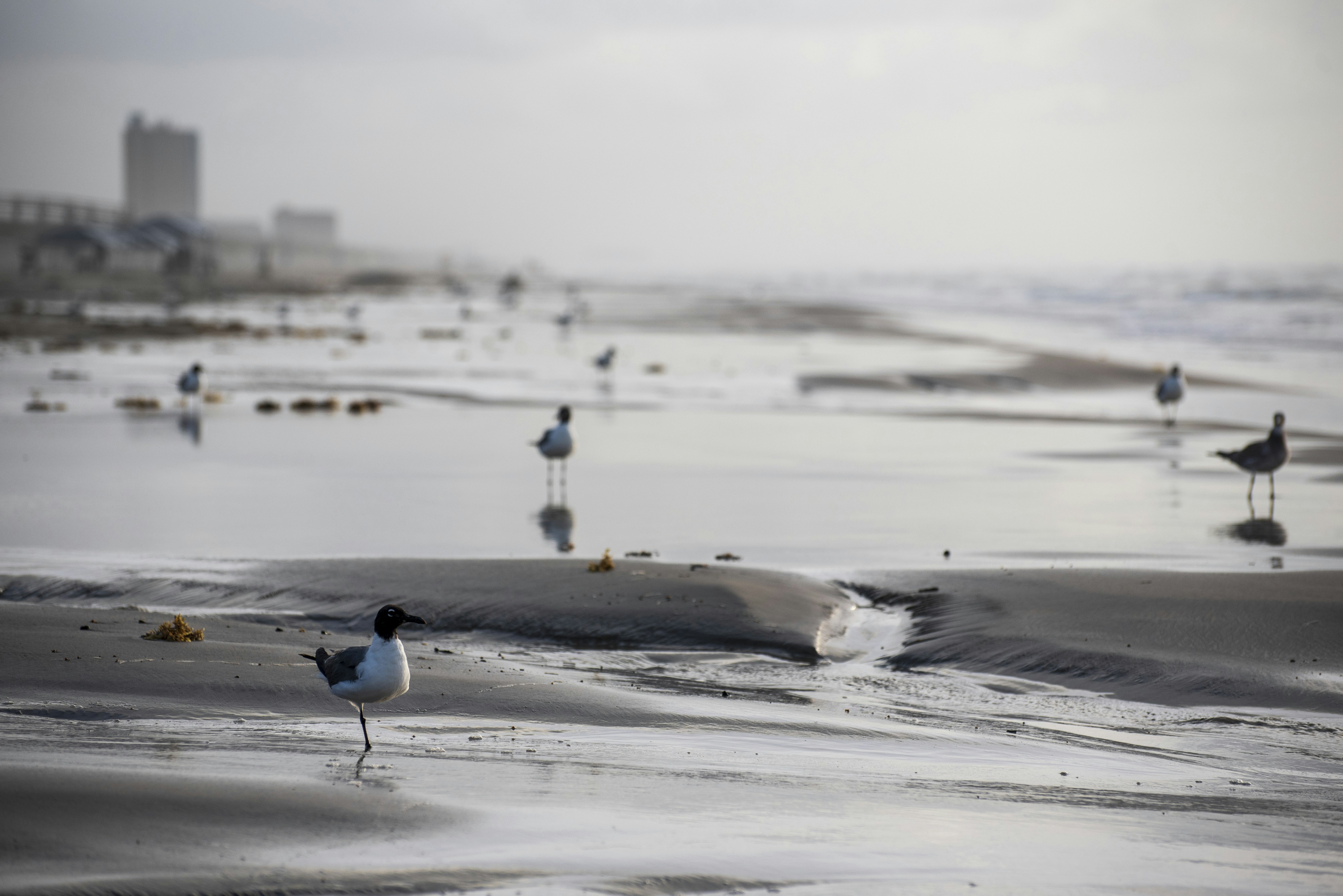 Lone Gull on a Quiet Tidal Plain Under Soft Coastal Light