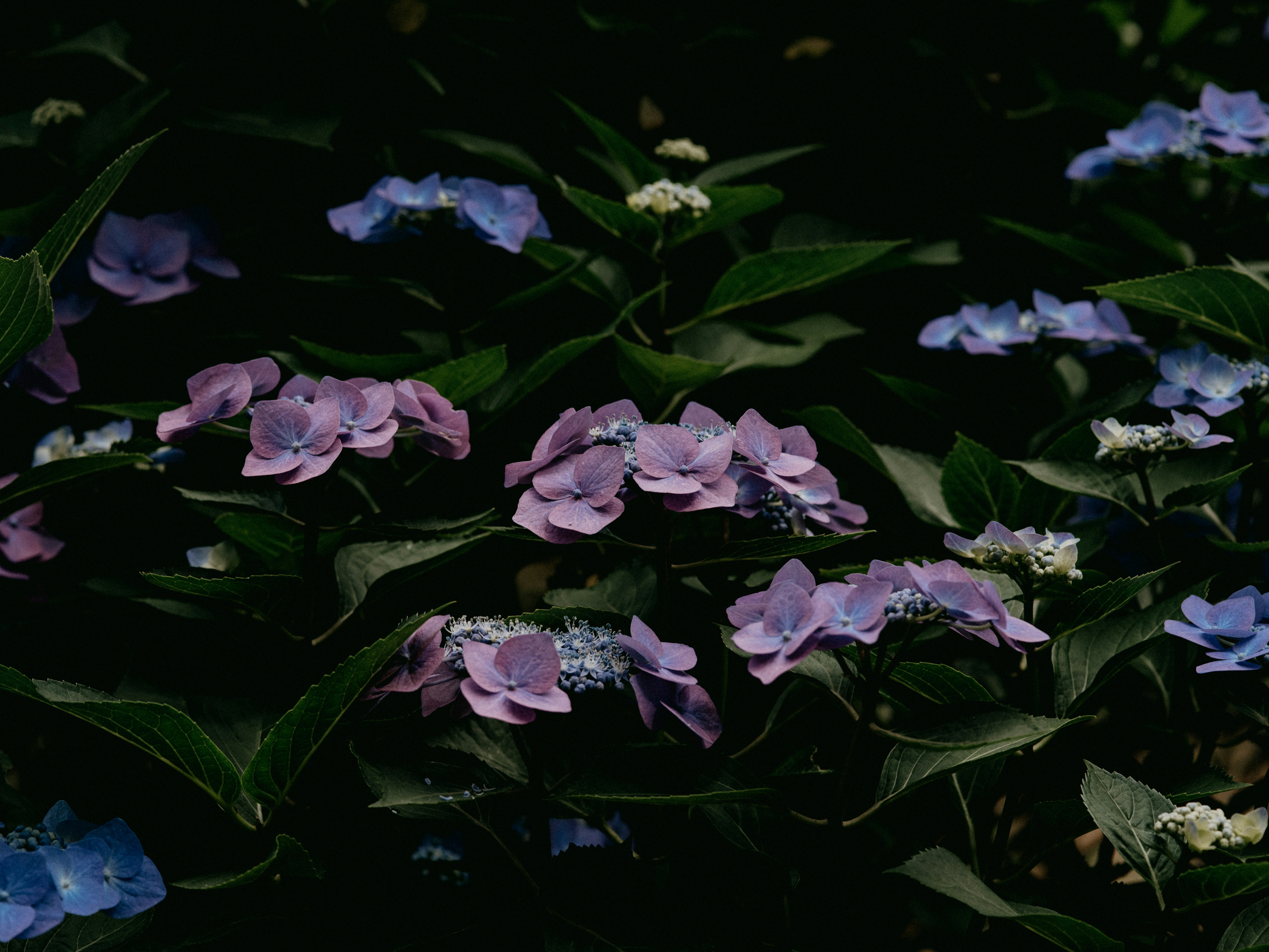 Midnight Hydrangeas: Velvet Blues amid a Shadowed Foliage Bed