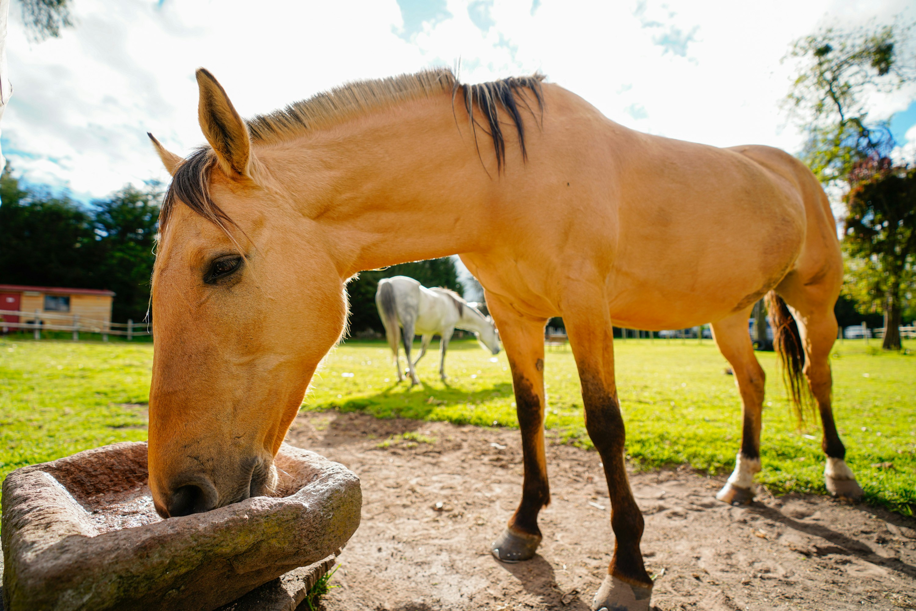 Sunlit Palomino at the Feeder: Close-Up Portrait in a Sunny Meadow