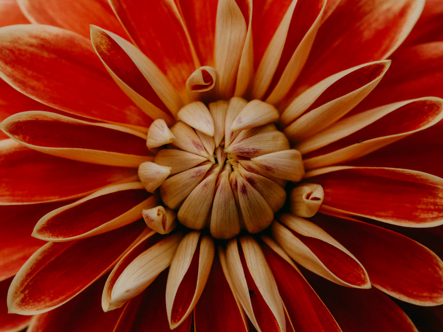 Close-up of a red dahlia flower with layered petals radiating from a detailed tan center. The frame is filled edge-to-edge with warm tones and floral texture.