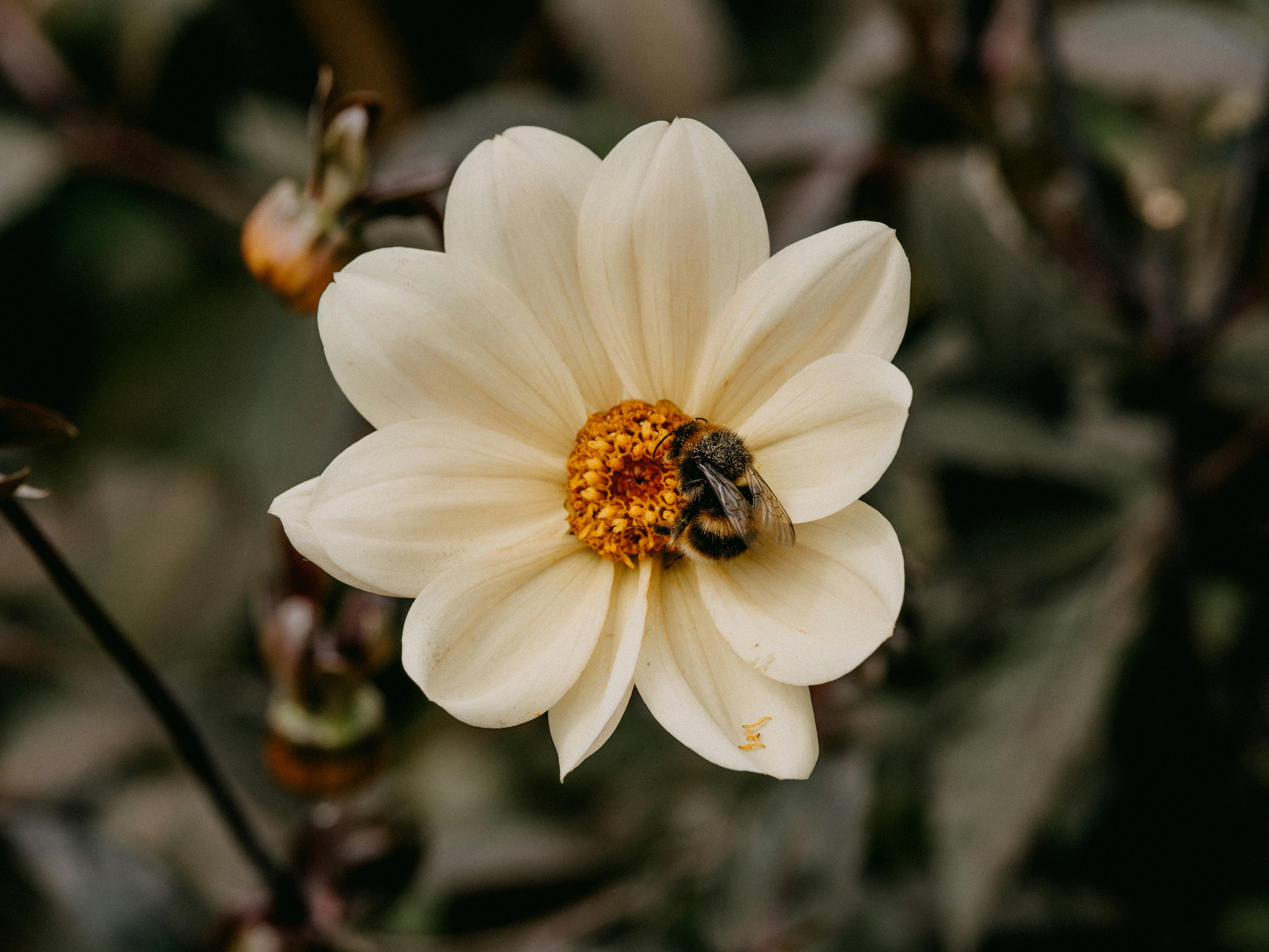 A delicate cream-colored flower with a bee collecting pollen at its center. The soft focus background enhances the flower's intricate details.