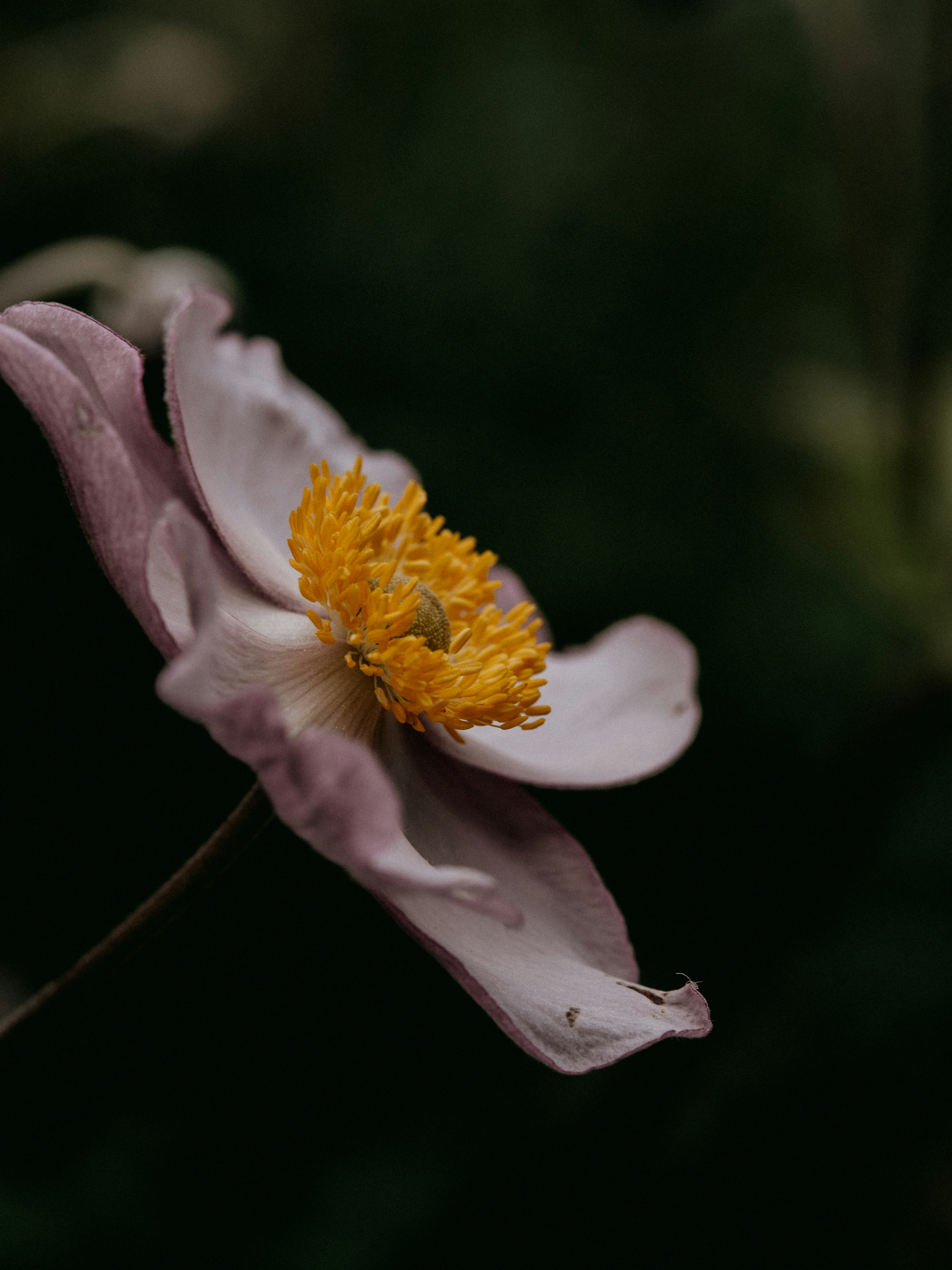 Pastel Poppy: Pale petals and a blazing yellow center against a velvet-dark backdrop