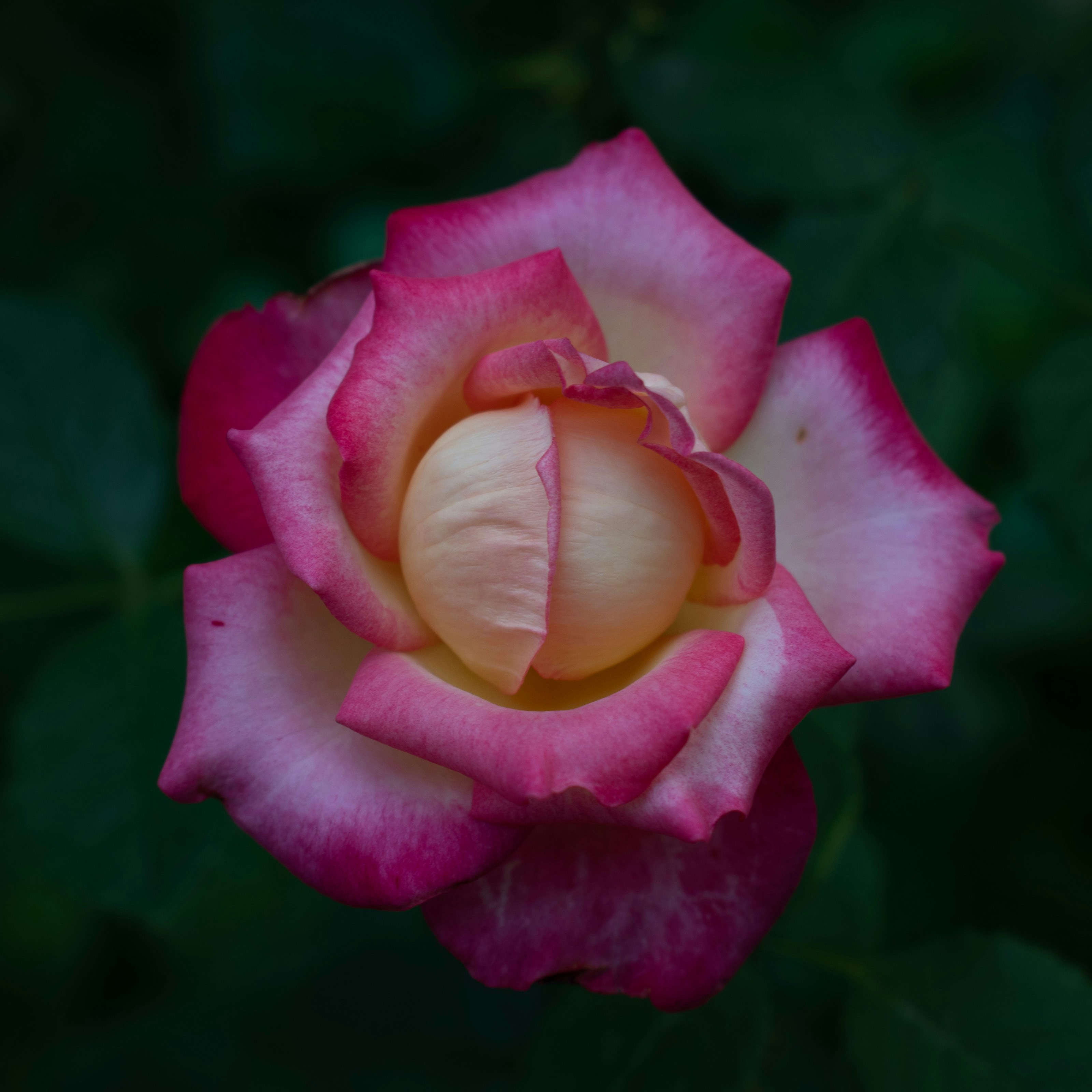 pink and yellow rose in bloom