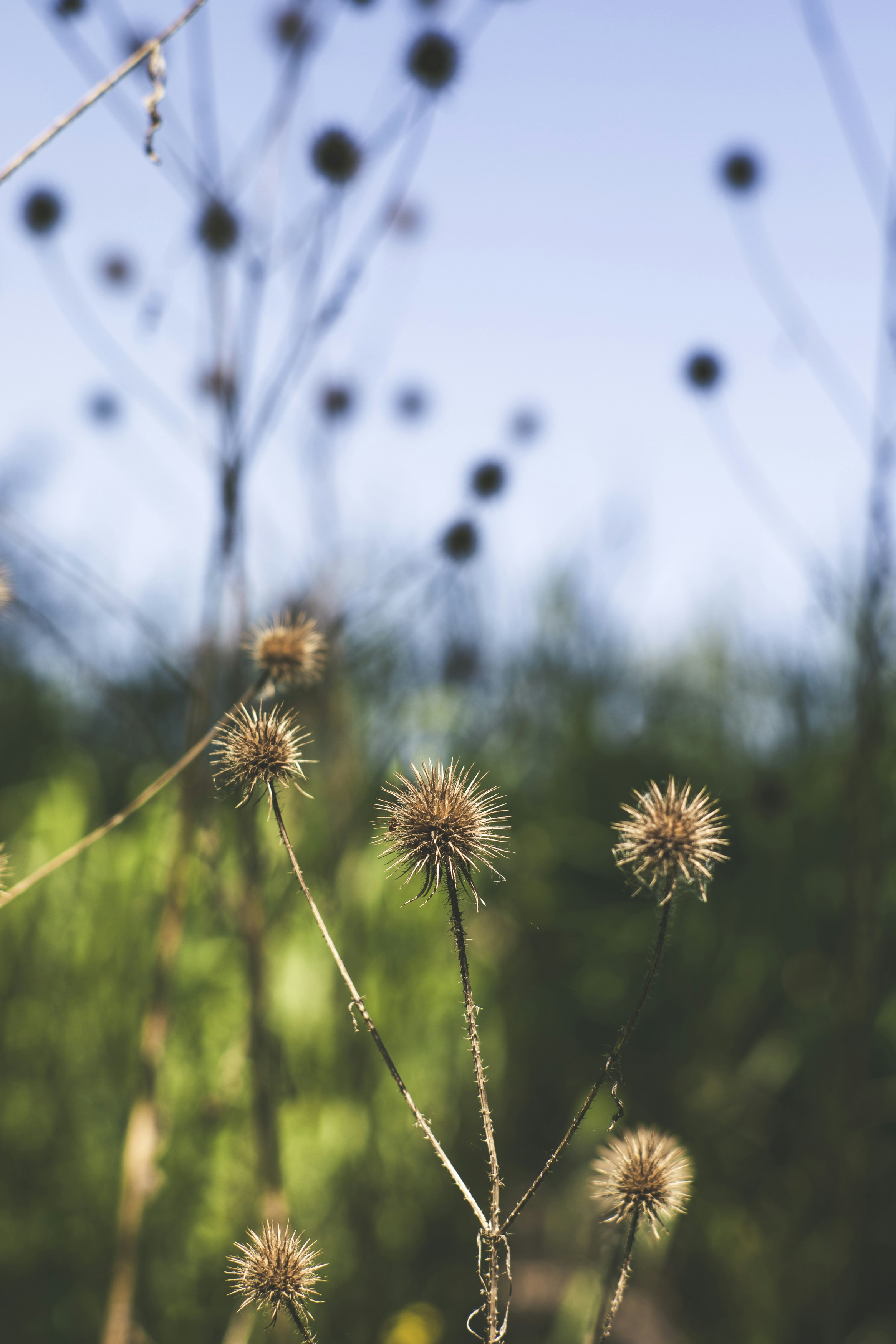Close-up of spiky thistle-like plants against a blurred green background, showcasing the intricate details of their structure.