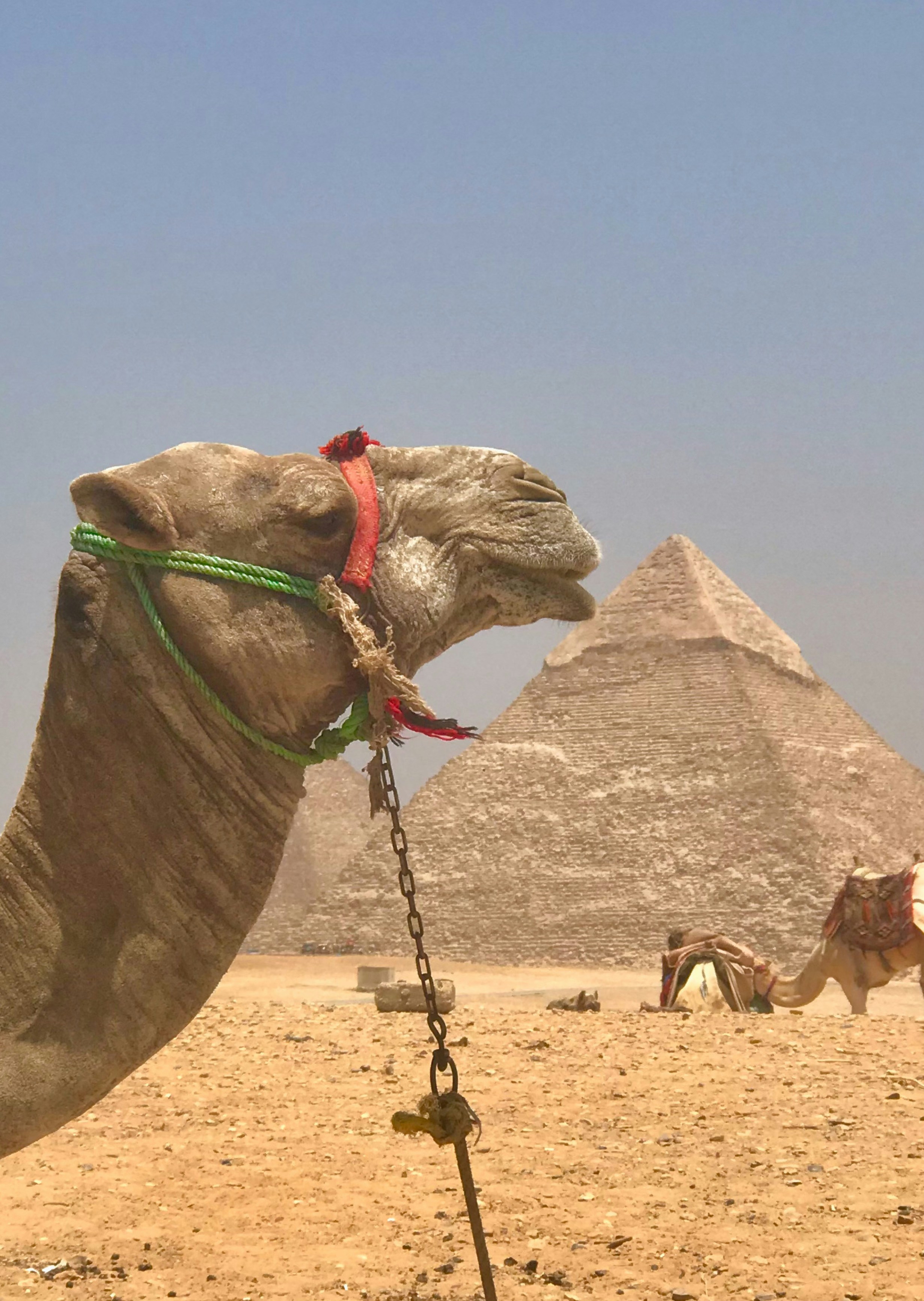 A camel adorned with colorful harness stands in front of the Great Pyramid of Giza, showcasing a blend of natural beauty and ancient wonder.