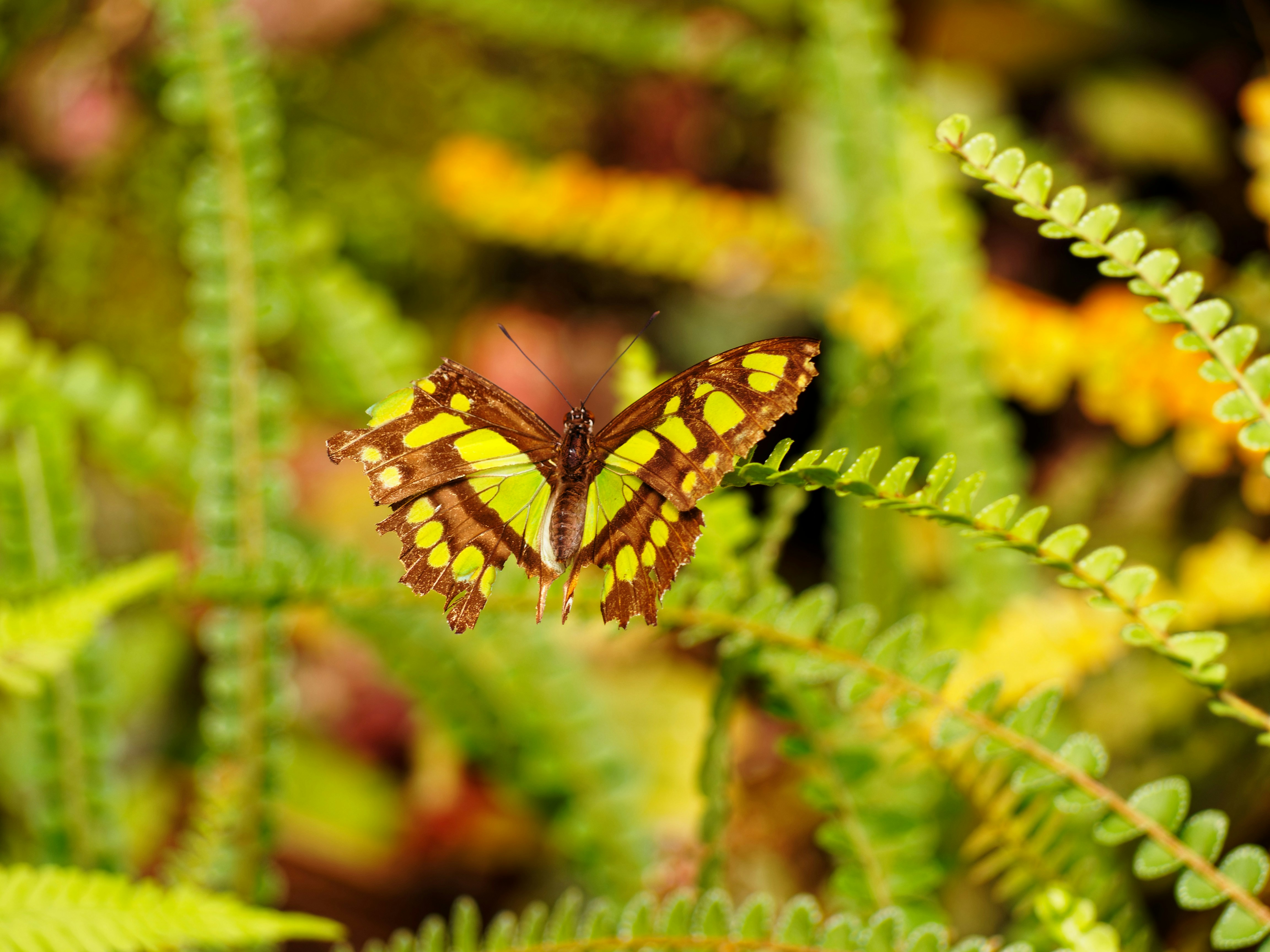Winged Spotlight on Fern Fronds