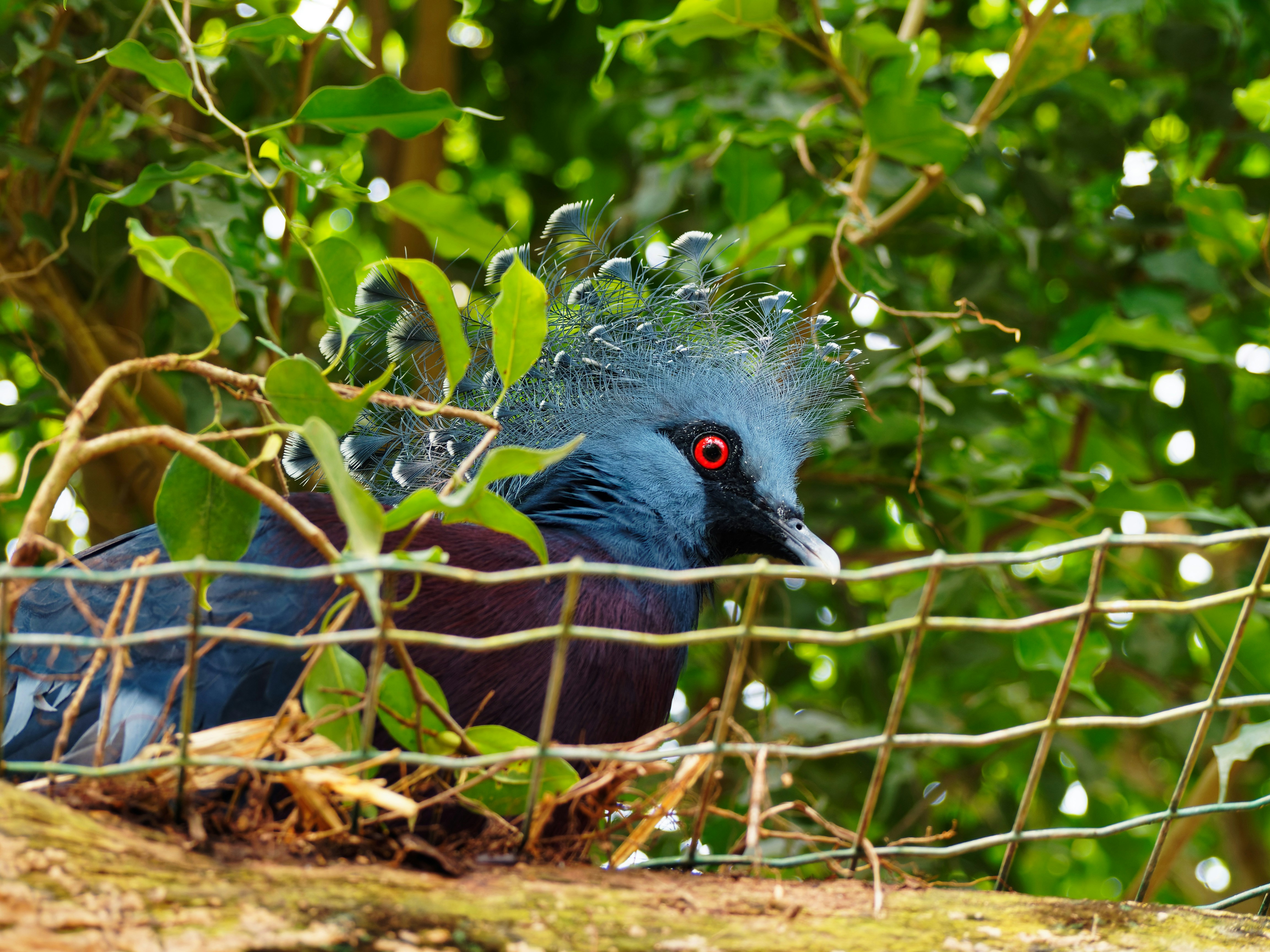 Blue Crowned Pigeon Behind a Woven Fence: A Quiet Portrait Among Greenery