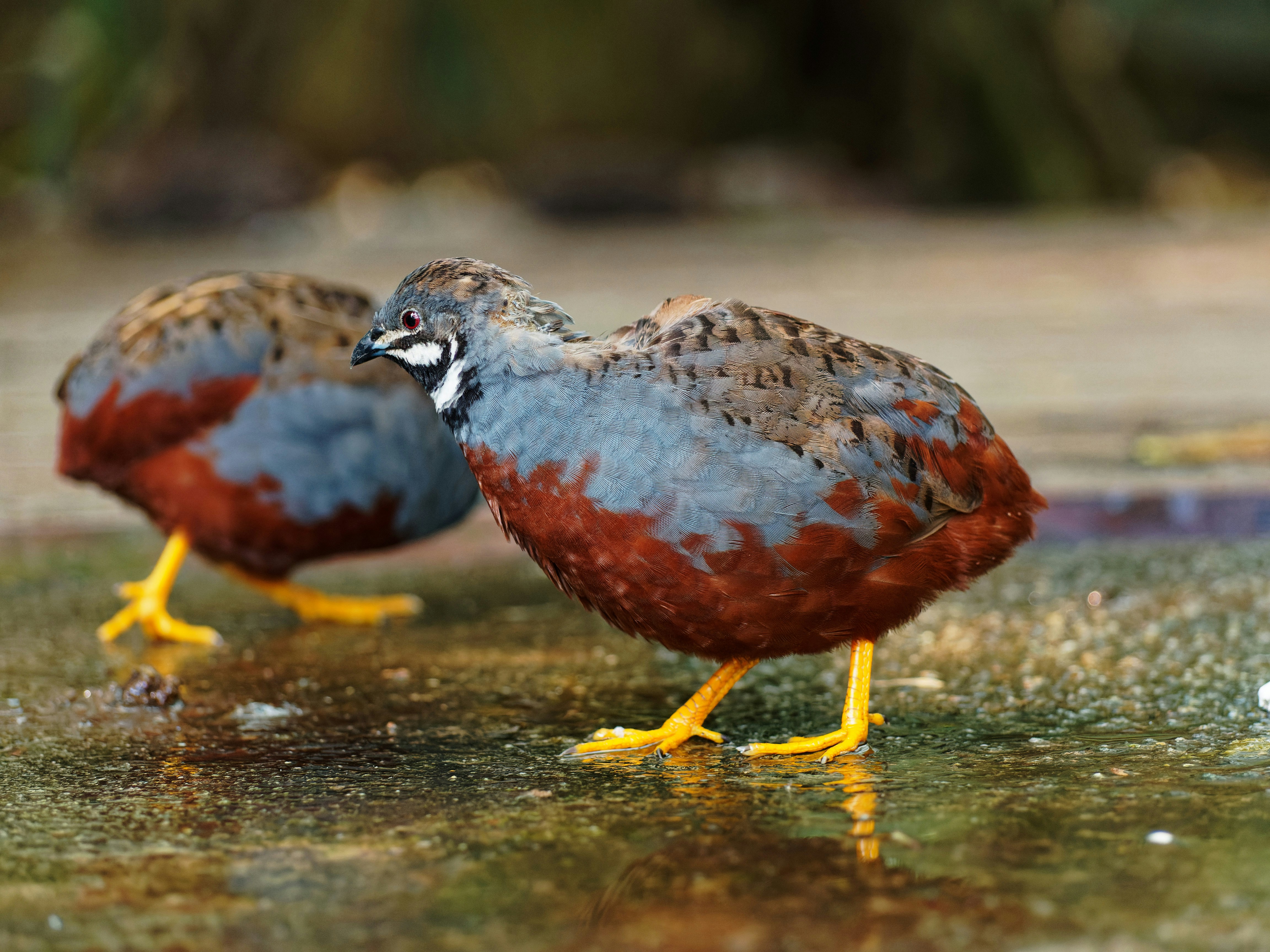 Quail Pictures | Download Free Images on Unsplash