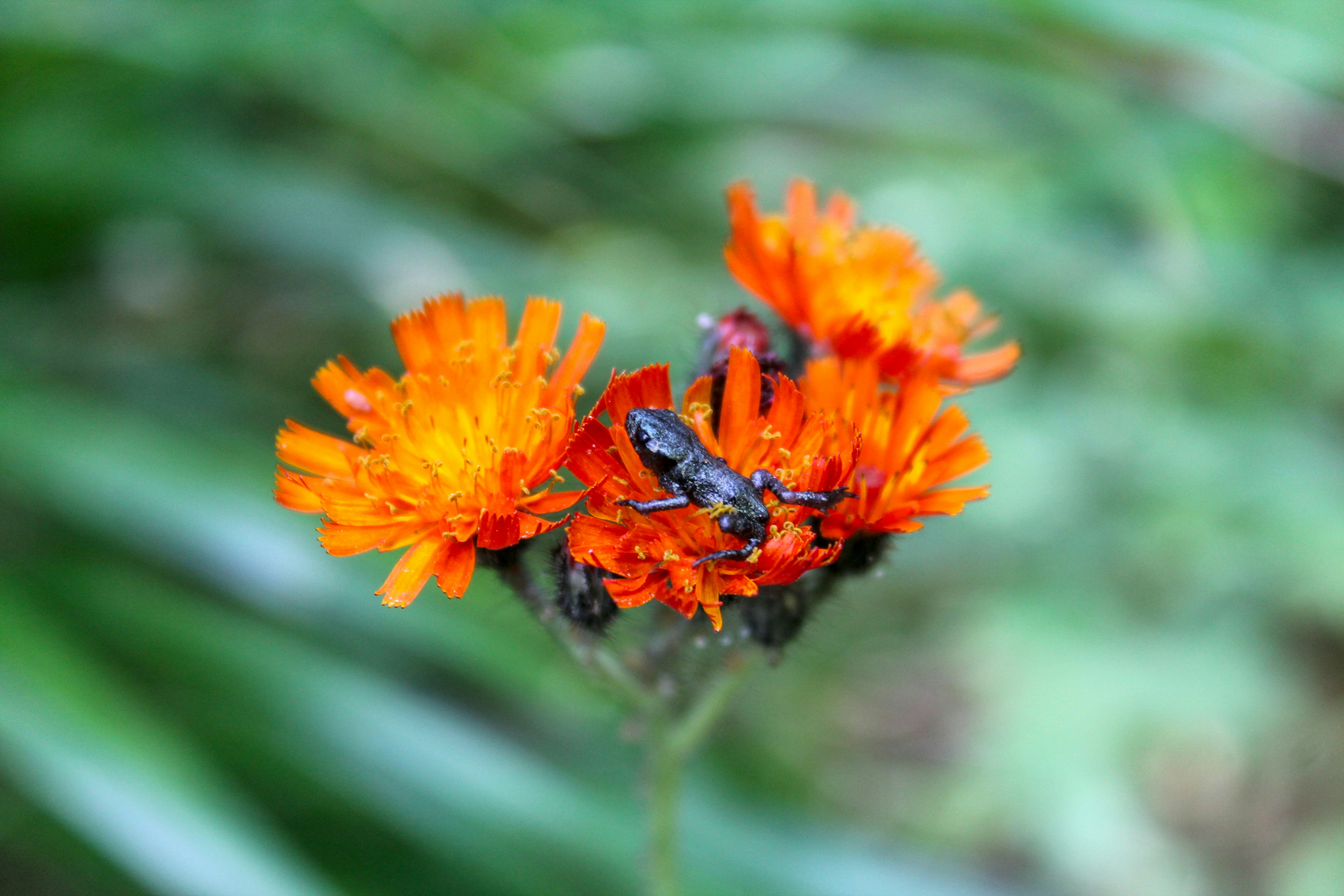 black and orange bug on orange flower