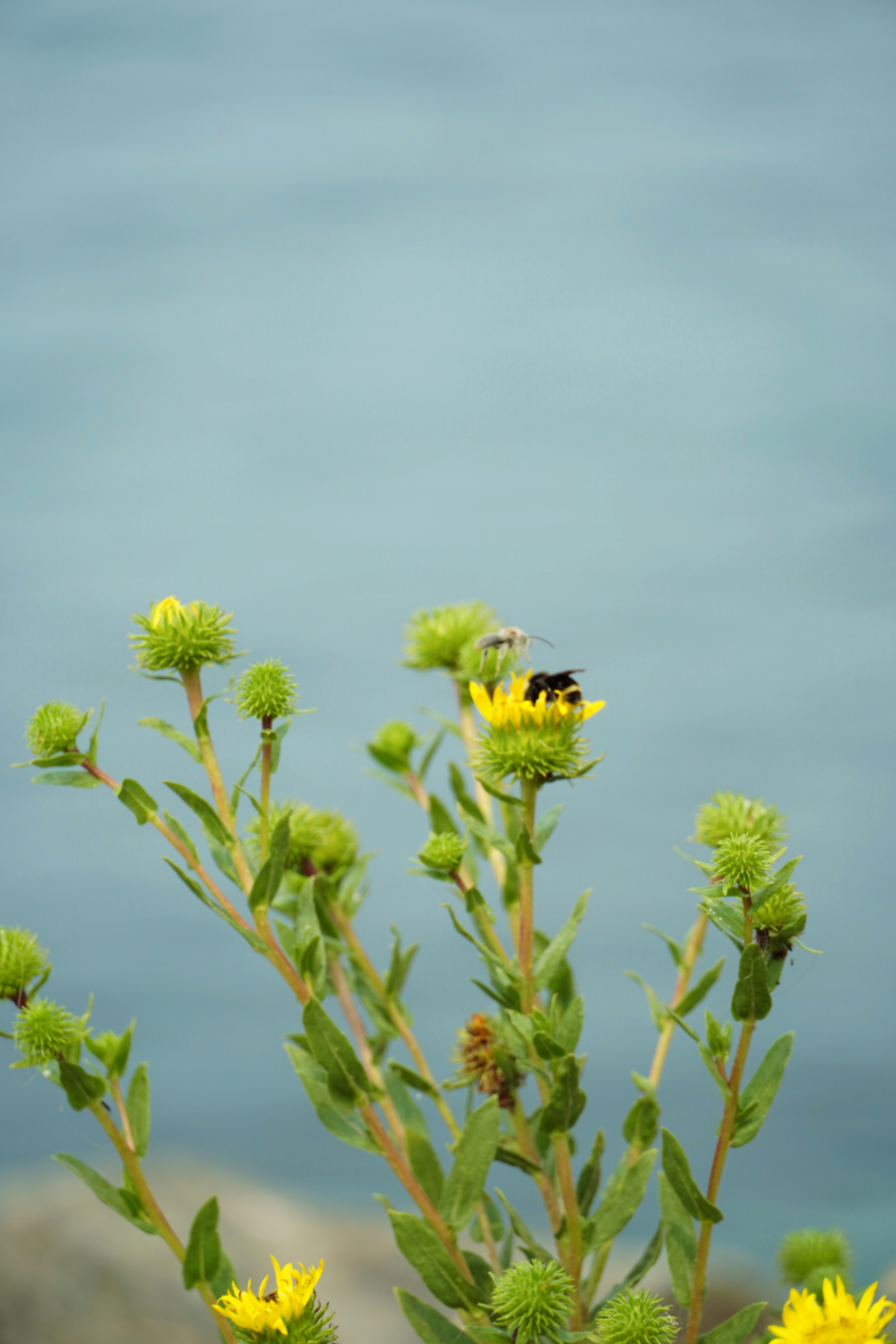 Bee on a Sea-Blue Floral Crown by the Shore