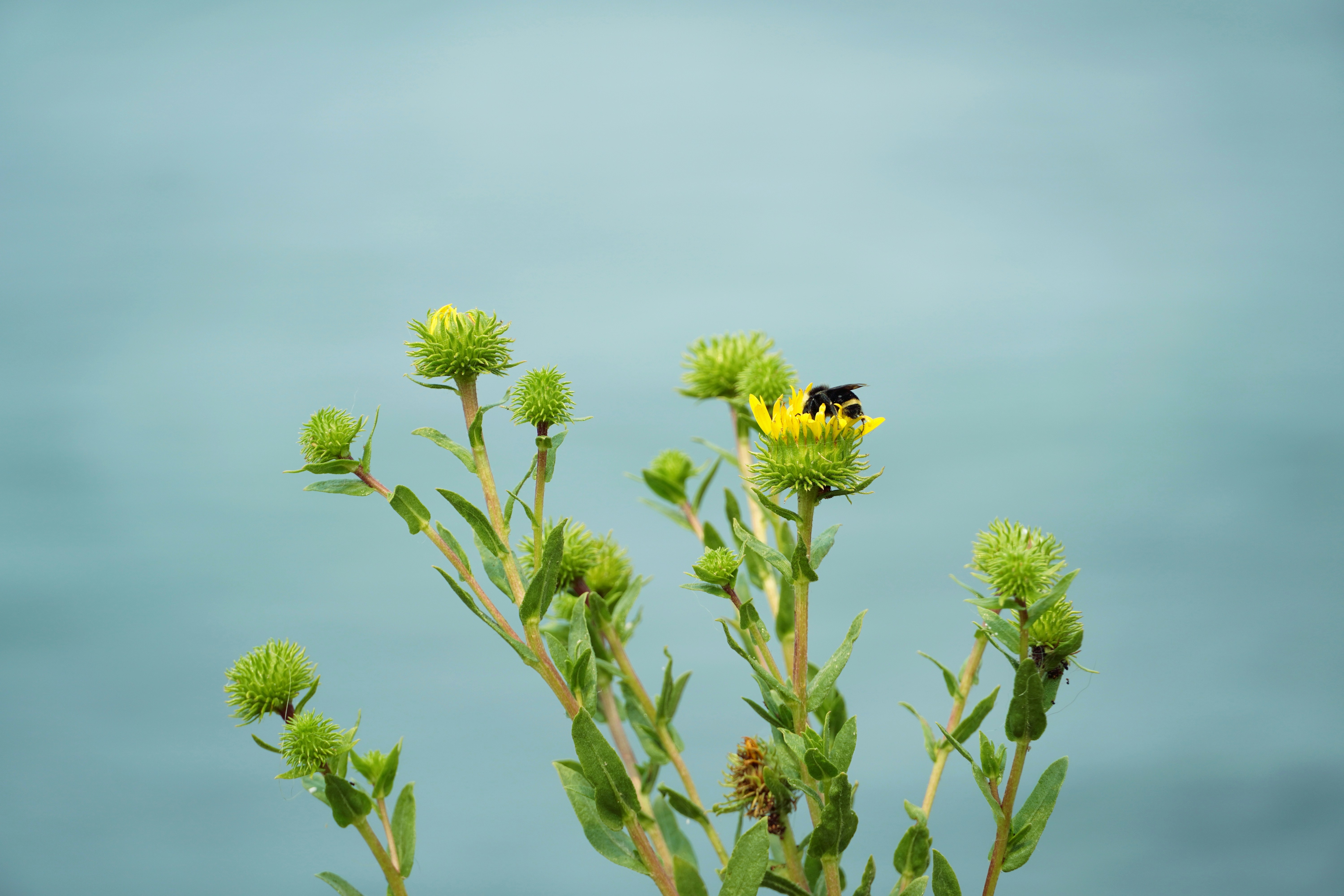 Bee on a Bright Green Thistle Against a Calm Blue Backdrop