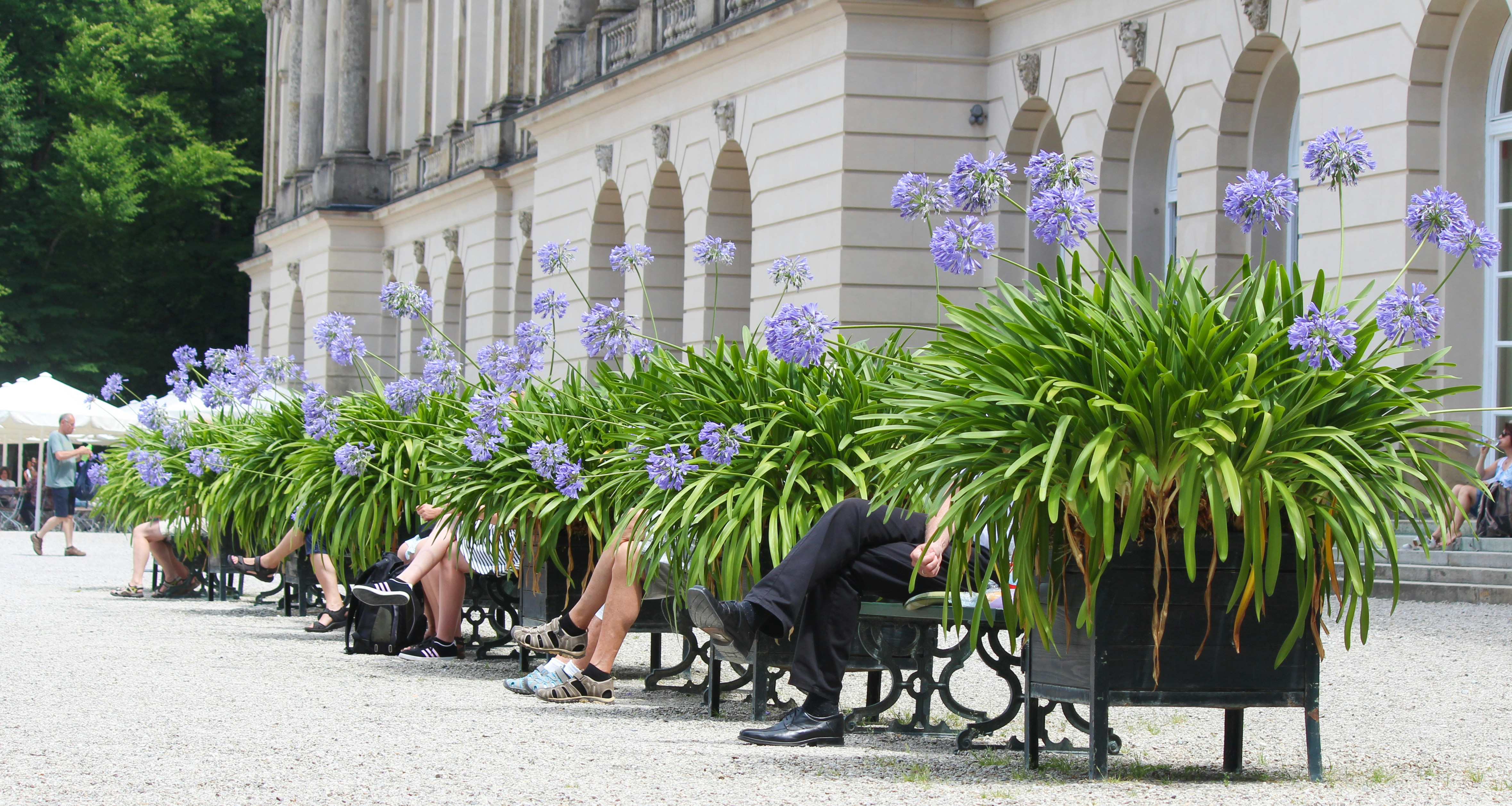 Individuals relaxing on benches surrounded by vibrant green foliage and purple flowers in a serene urban setting.