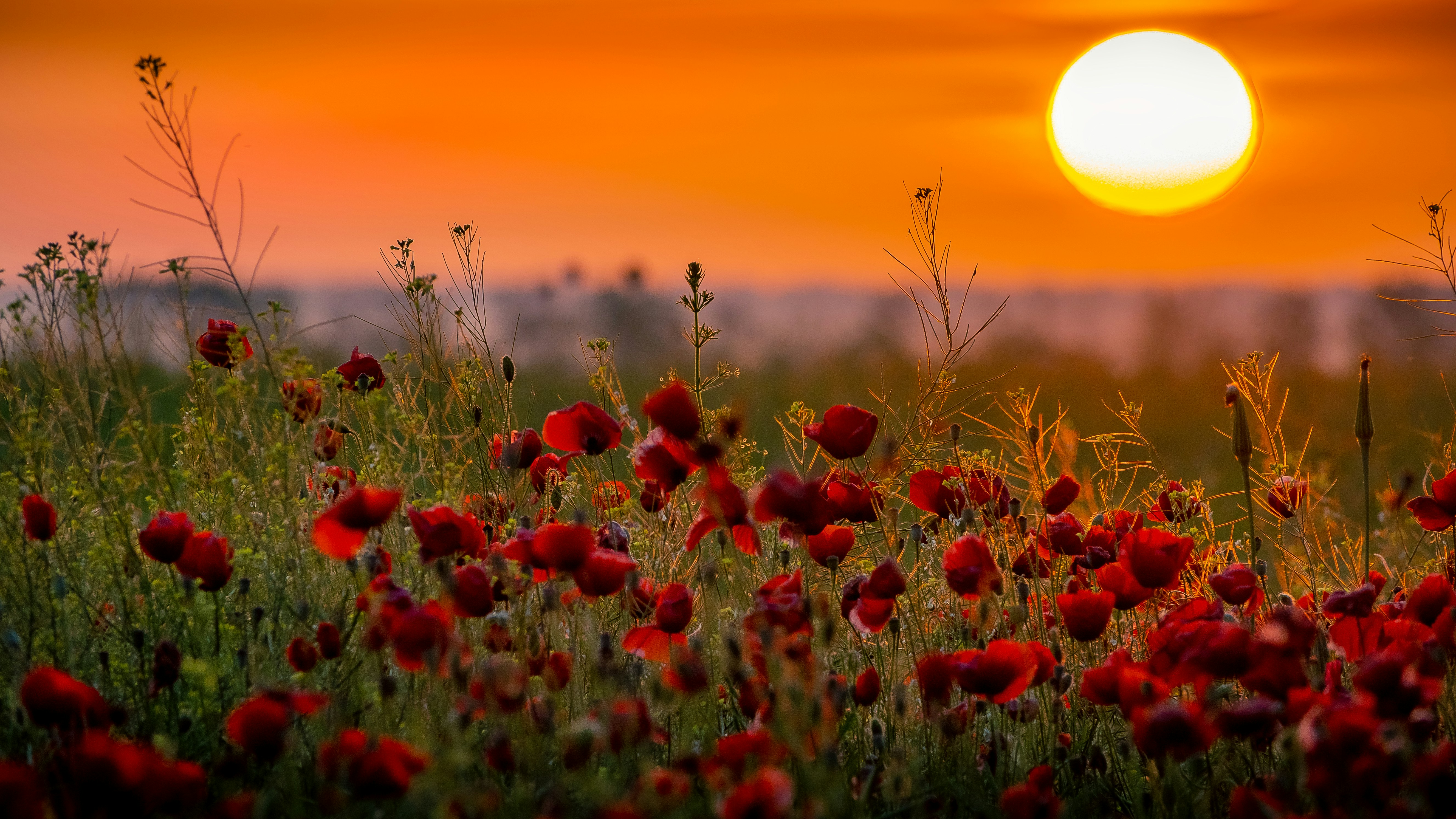 Red flower field during sunset photo – Free Poppy wallpaper Image on ...