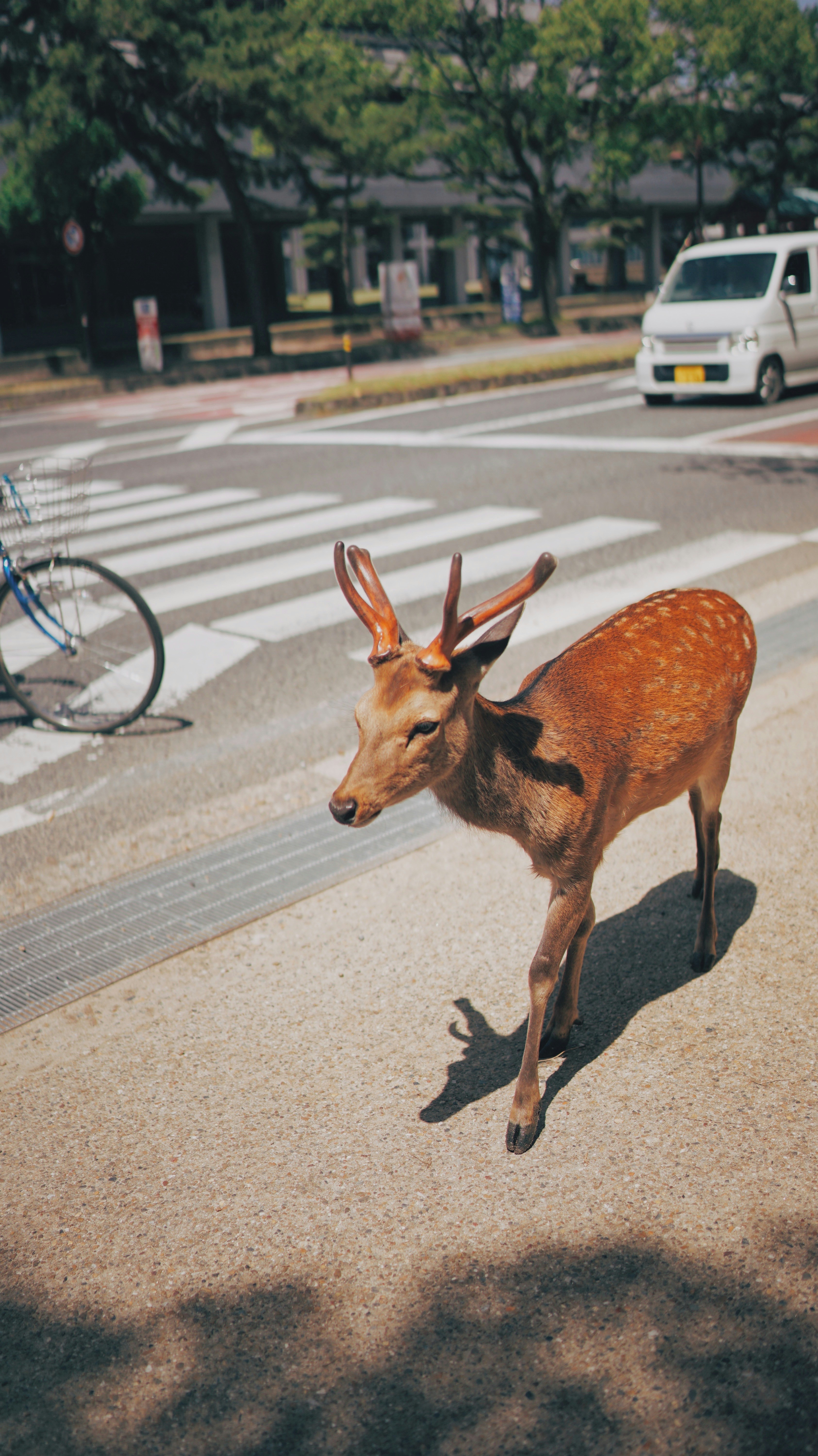 A deer casually walks through a city intersection, surrounded by trees and parked vehicles.