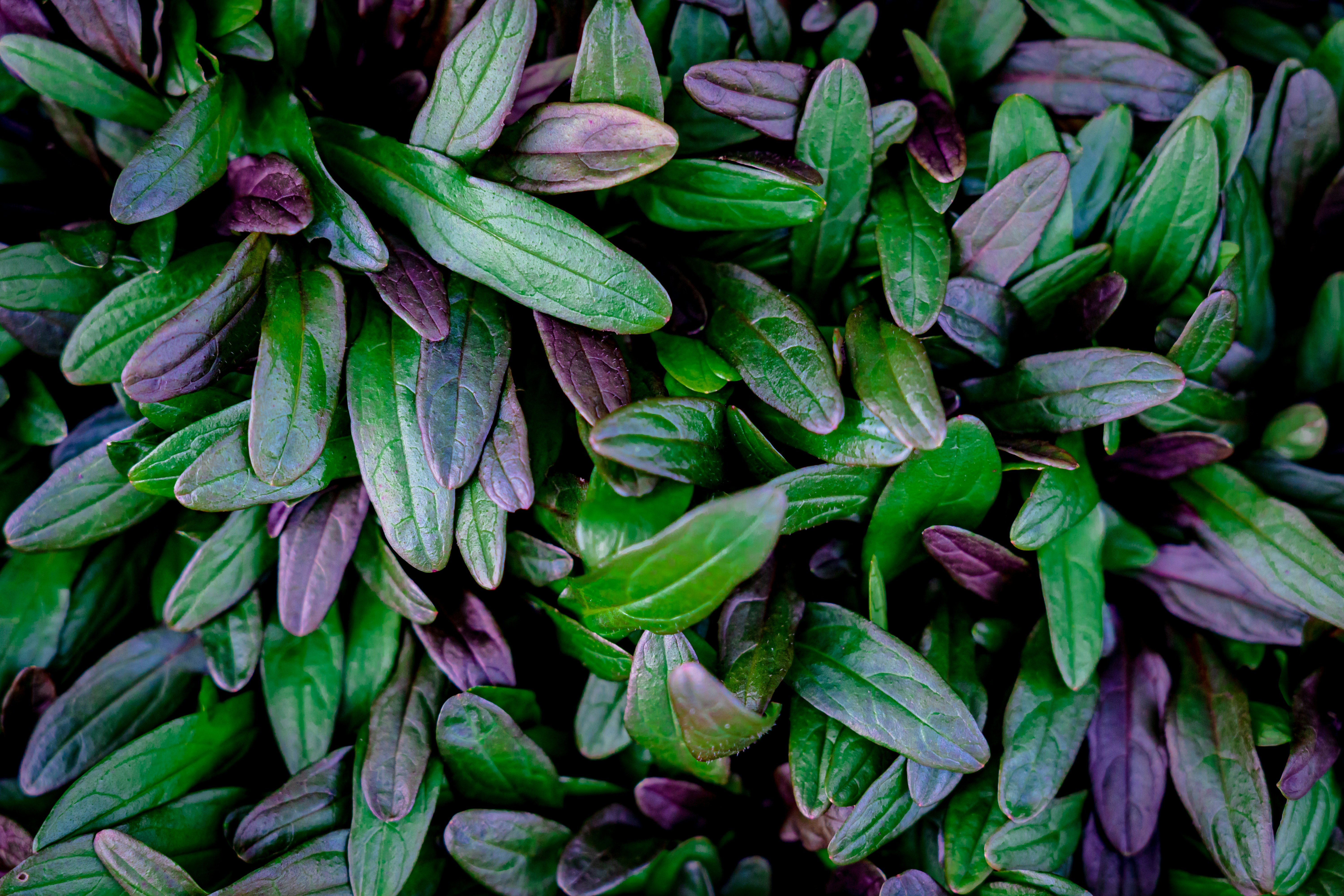 Verdant Plum: Close-up of emerald-green and purple leaves weaving a living quilt